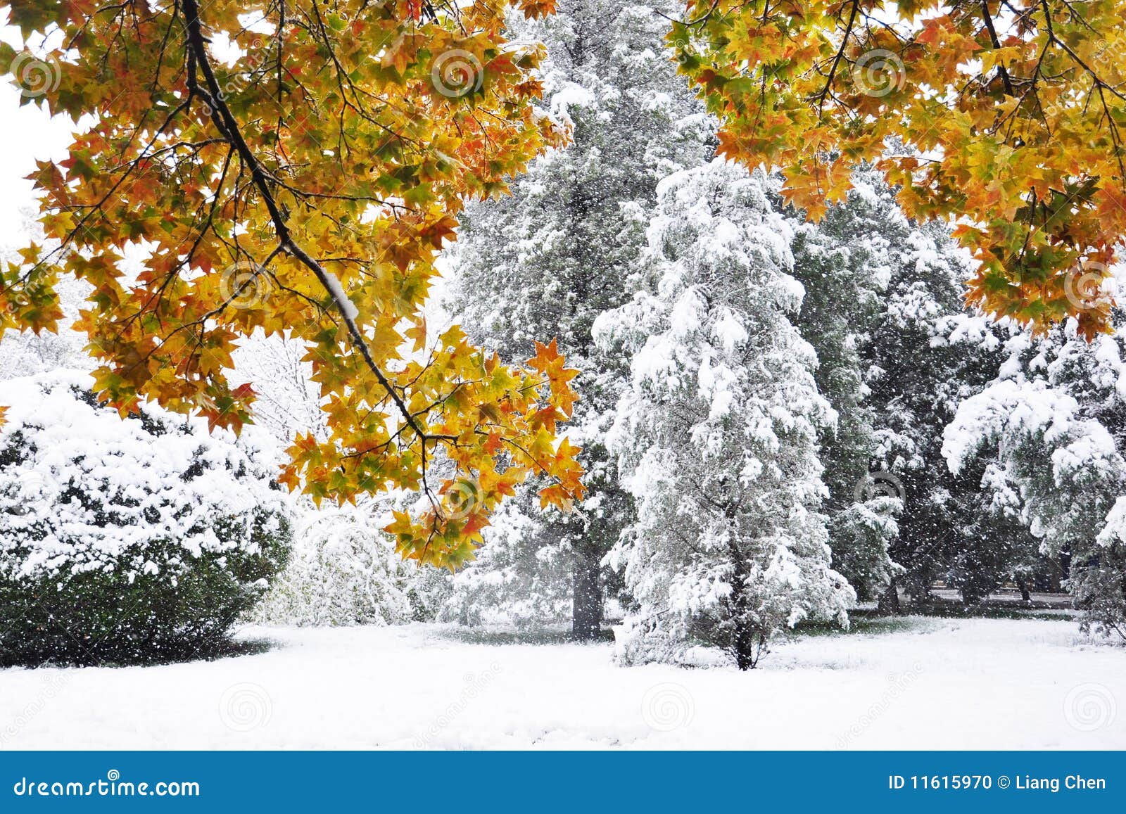 Big snow in autumn stock photo. Image of orange, snow - 11615970