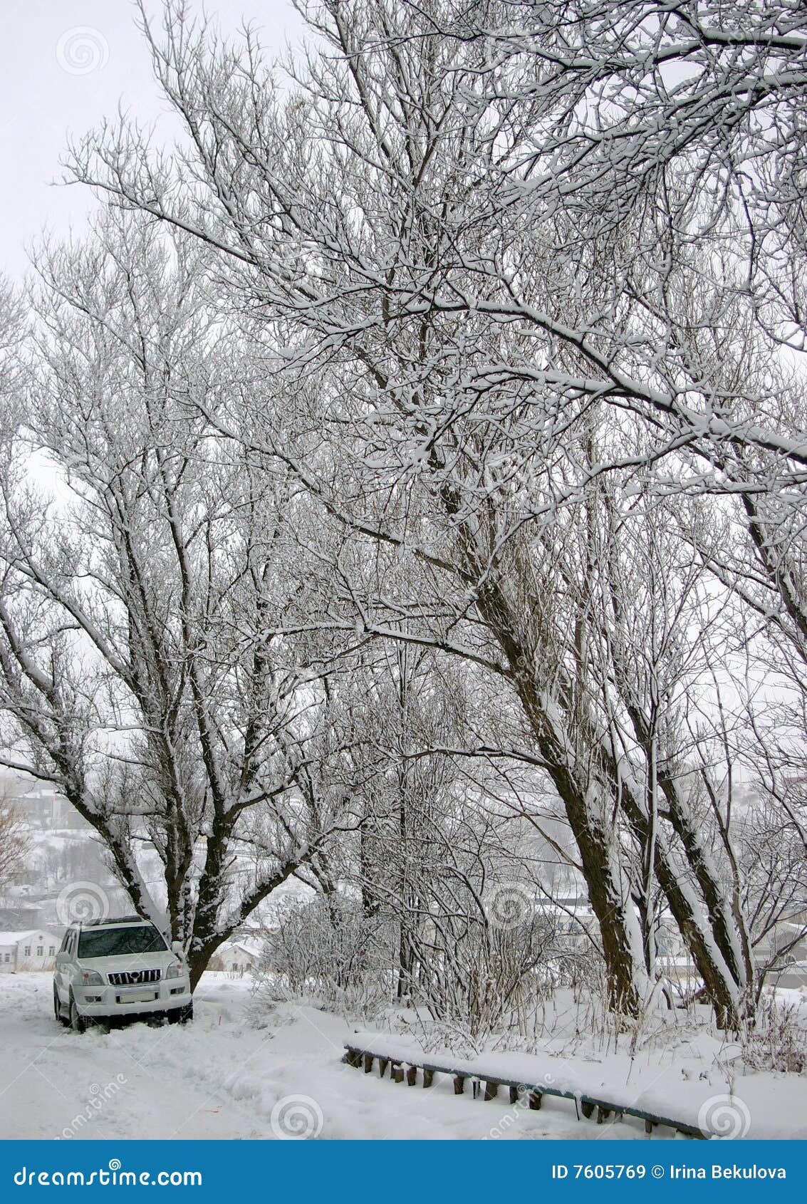 Big Snow-clad Tree and Car. Stock Image - Image of machine, frost: 7605769
