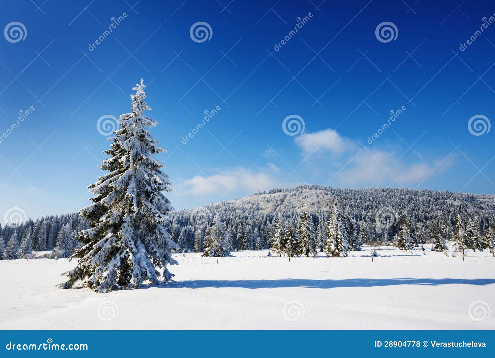 Big snow covered tree stock photo. Image of holiday, high - 28904778