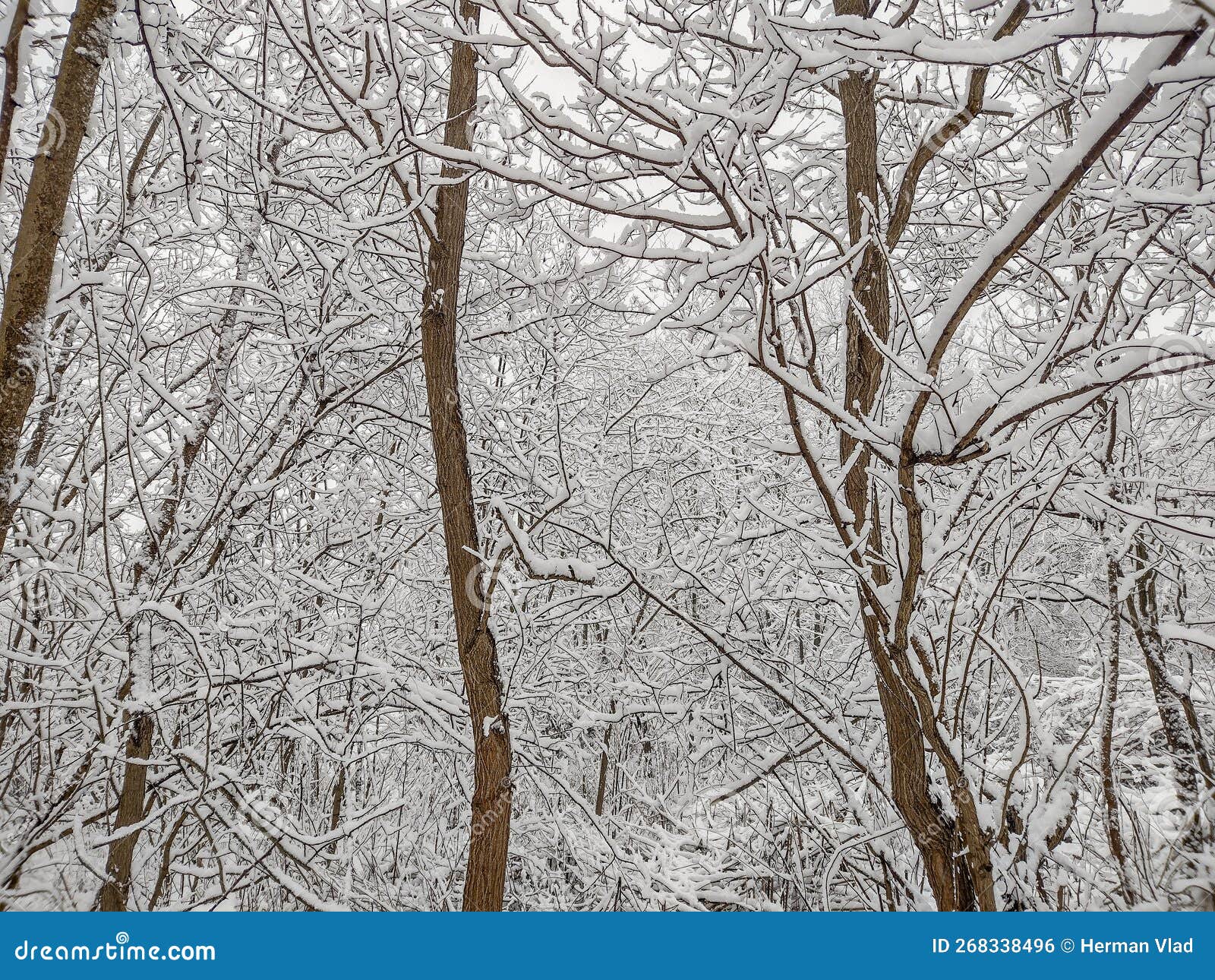 Big Snow on the Trees in Maramures County, Romania Stock Photo - Image ...