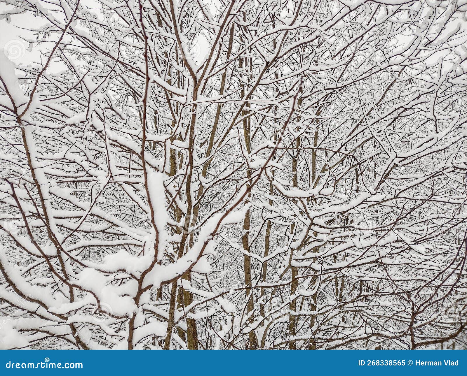 Big Snow on the Trees in Maramures County, Romania Stock Image - Image ...