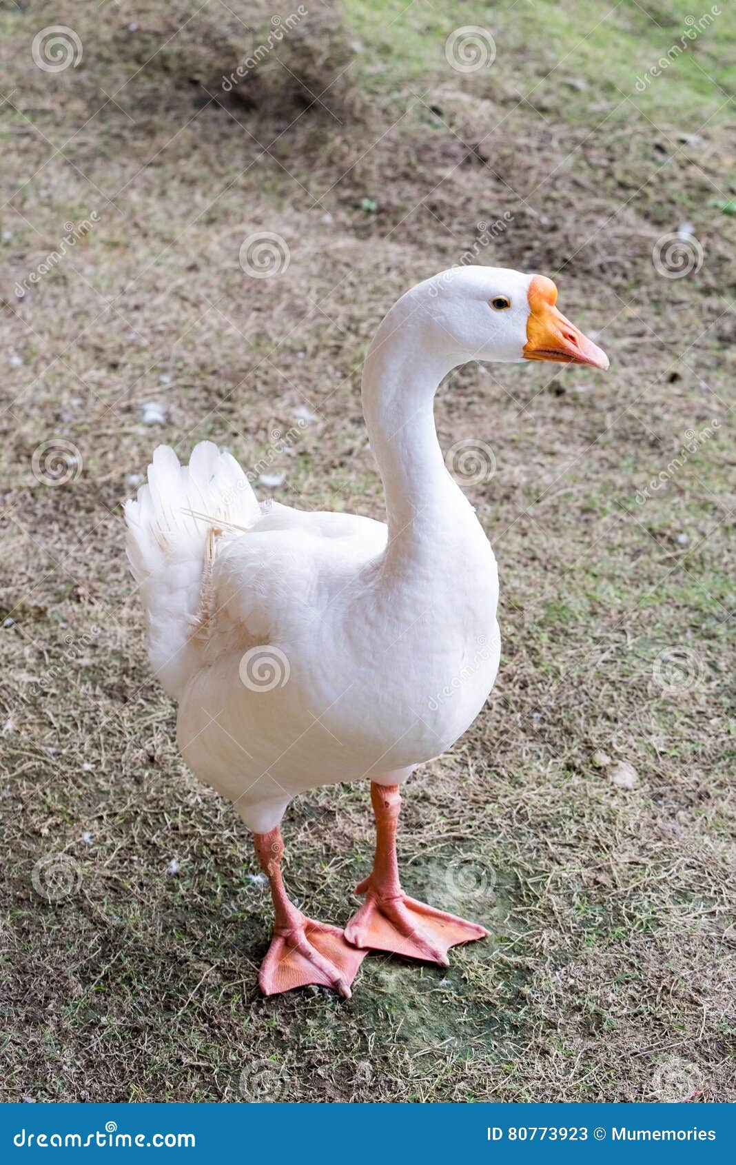 Big Soft White Goose Looking Stock Image - Image of poultry, goose ...