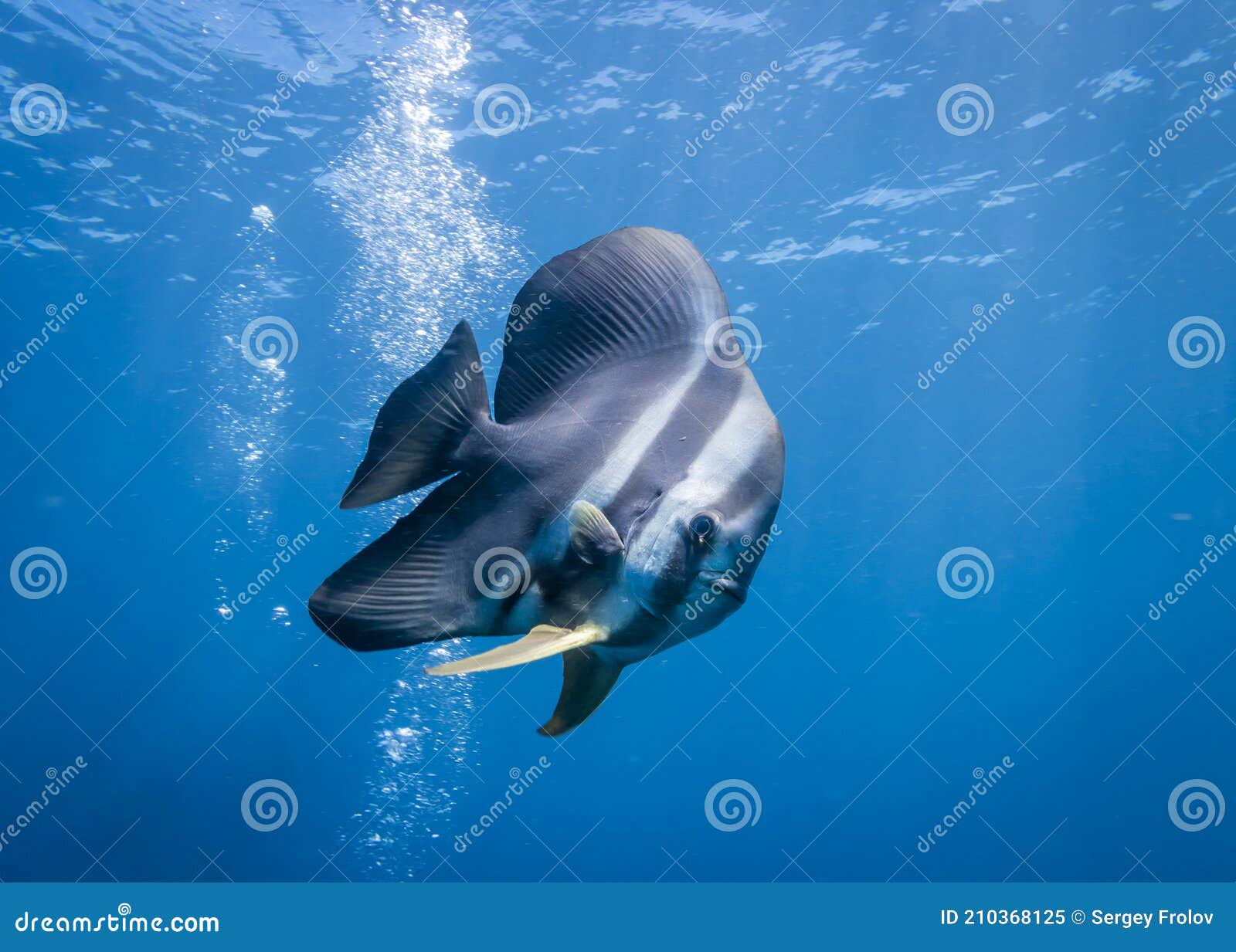 Big Spadefish in the Blue Water of the Indian Ocean Stock Image - Image ...