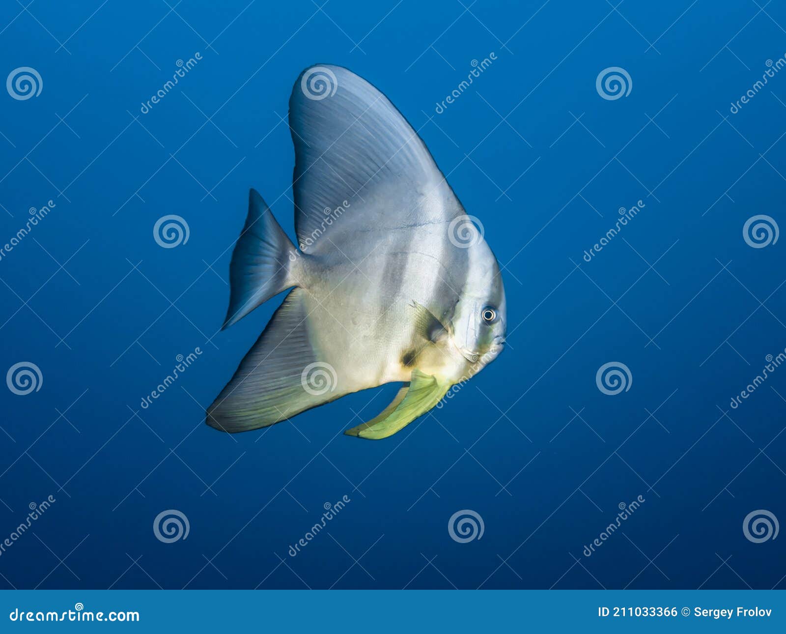 Big Spadefish in the Blue Water of the Indian Ocean Stock Photo - Image ...