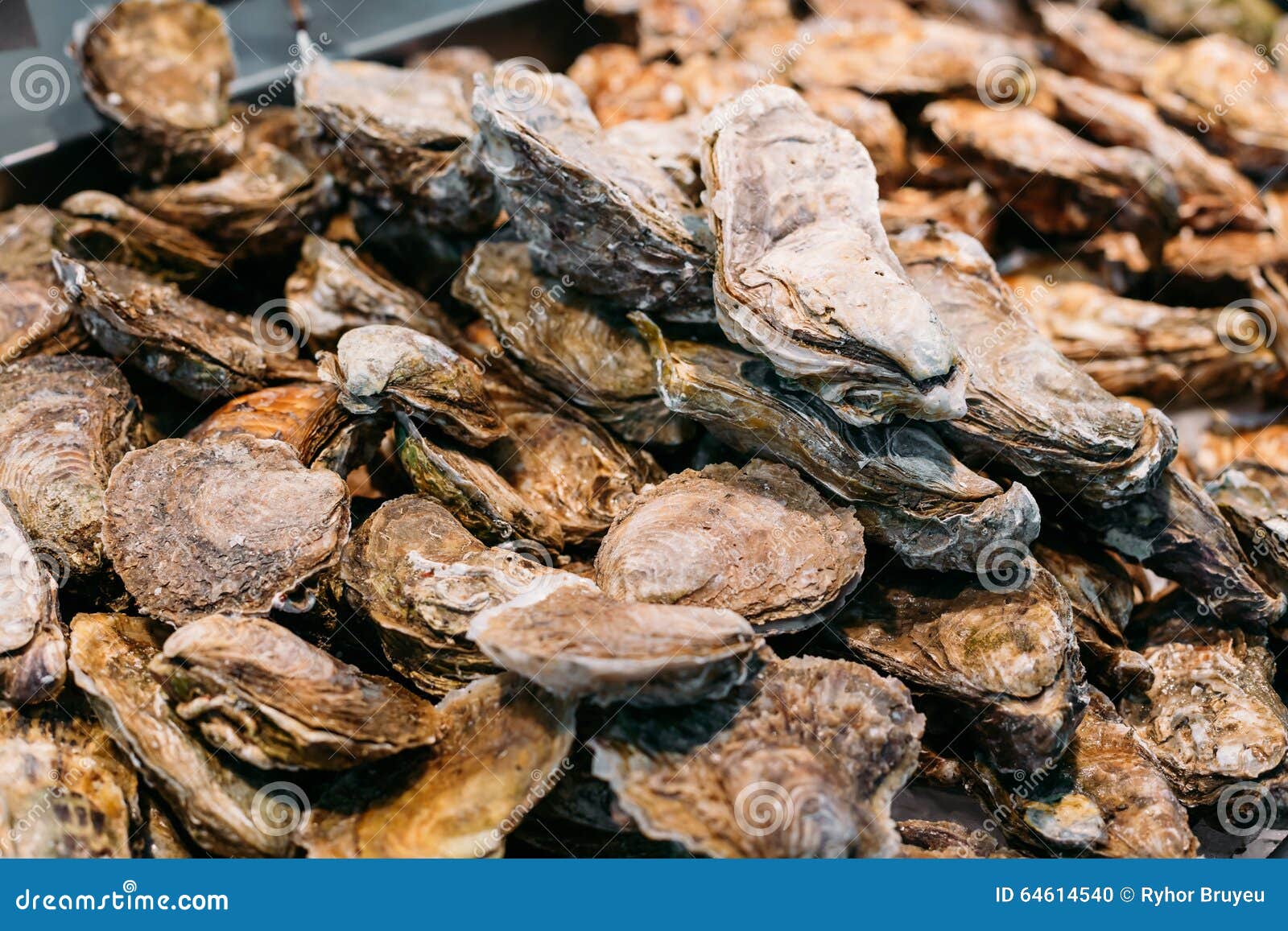 Big Spanish Shells on Market Store Shop Stock Photo - Image of ...