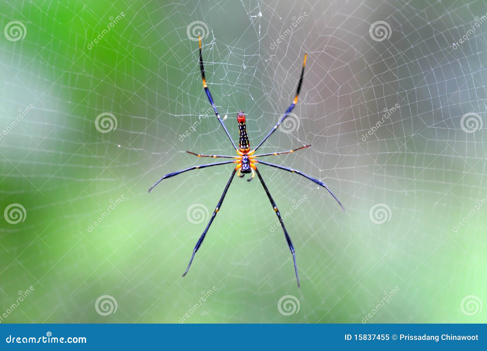 Big spider stock image. Image of fiber, life, pattern - 15837455