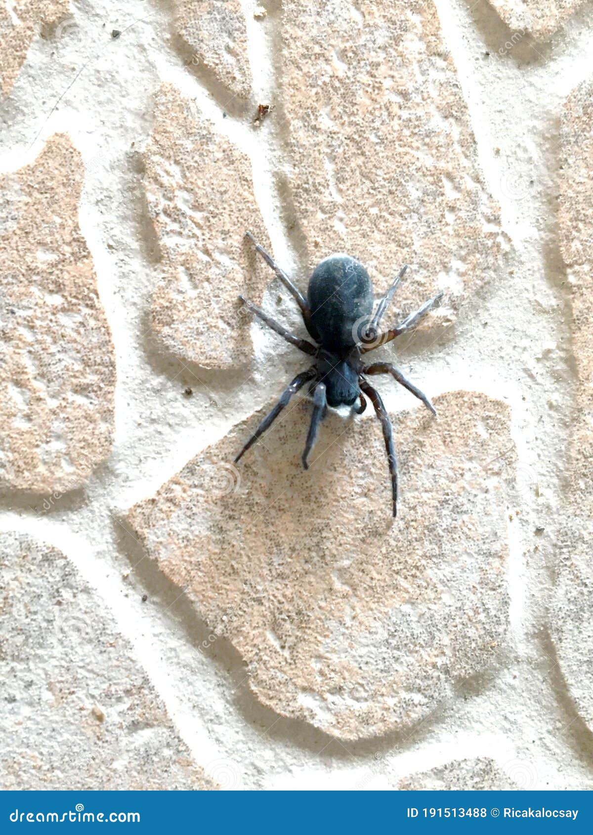 Big spider stock photo. Image of insect, outdoors, garden - 191513488