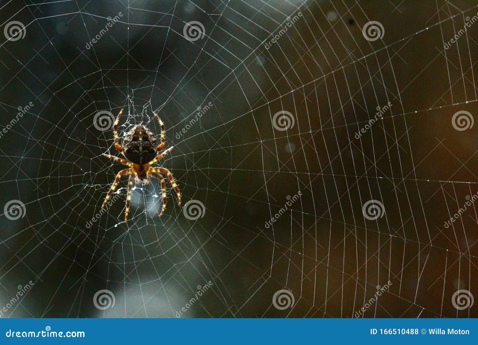 Spider building a web stock photo. Image of building - 166510488