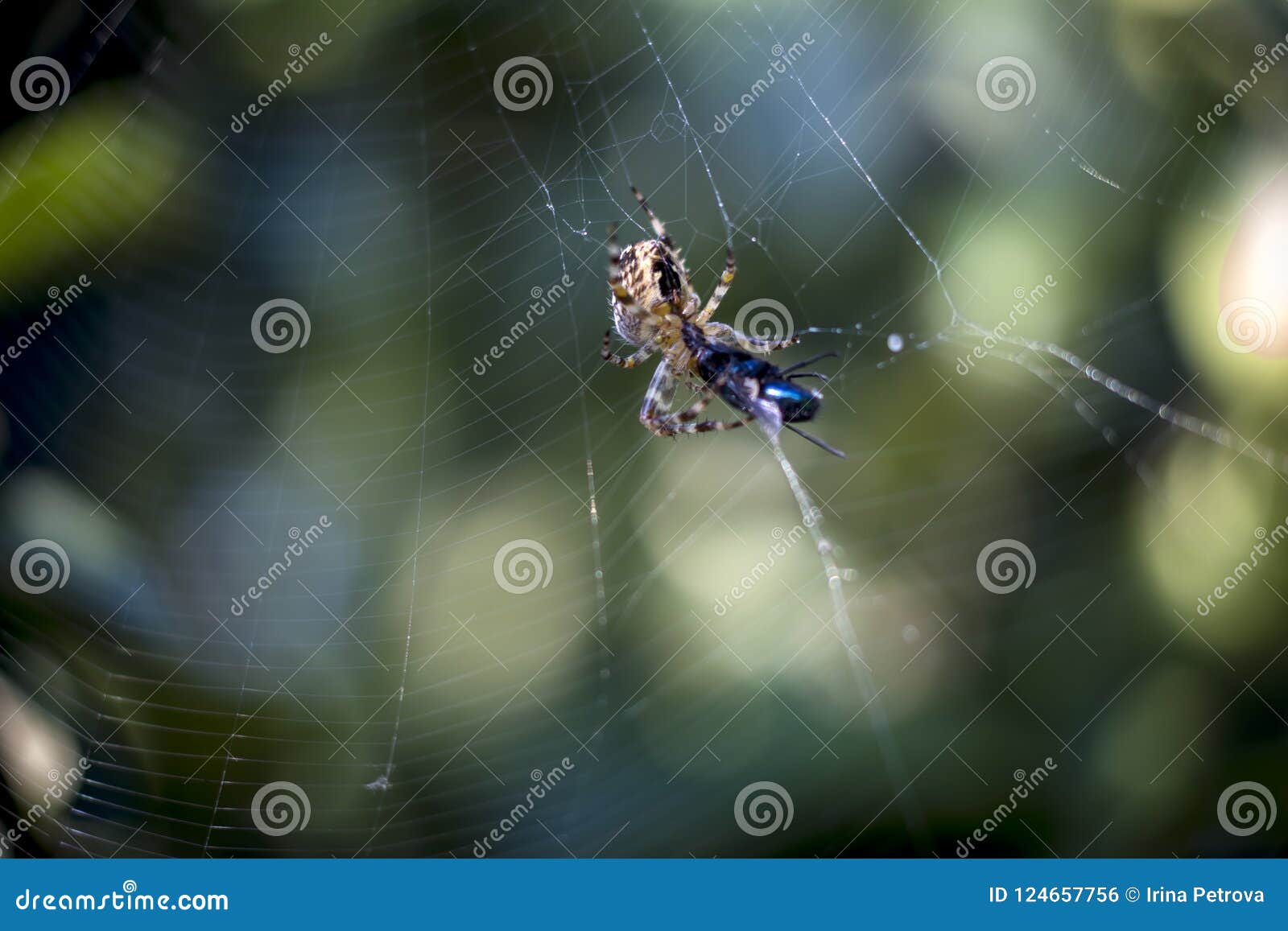 A Big Spider Catches and Eats the Fly Stock Photo - Image of closeup ...