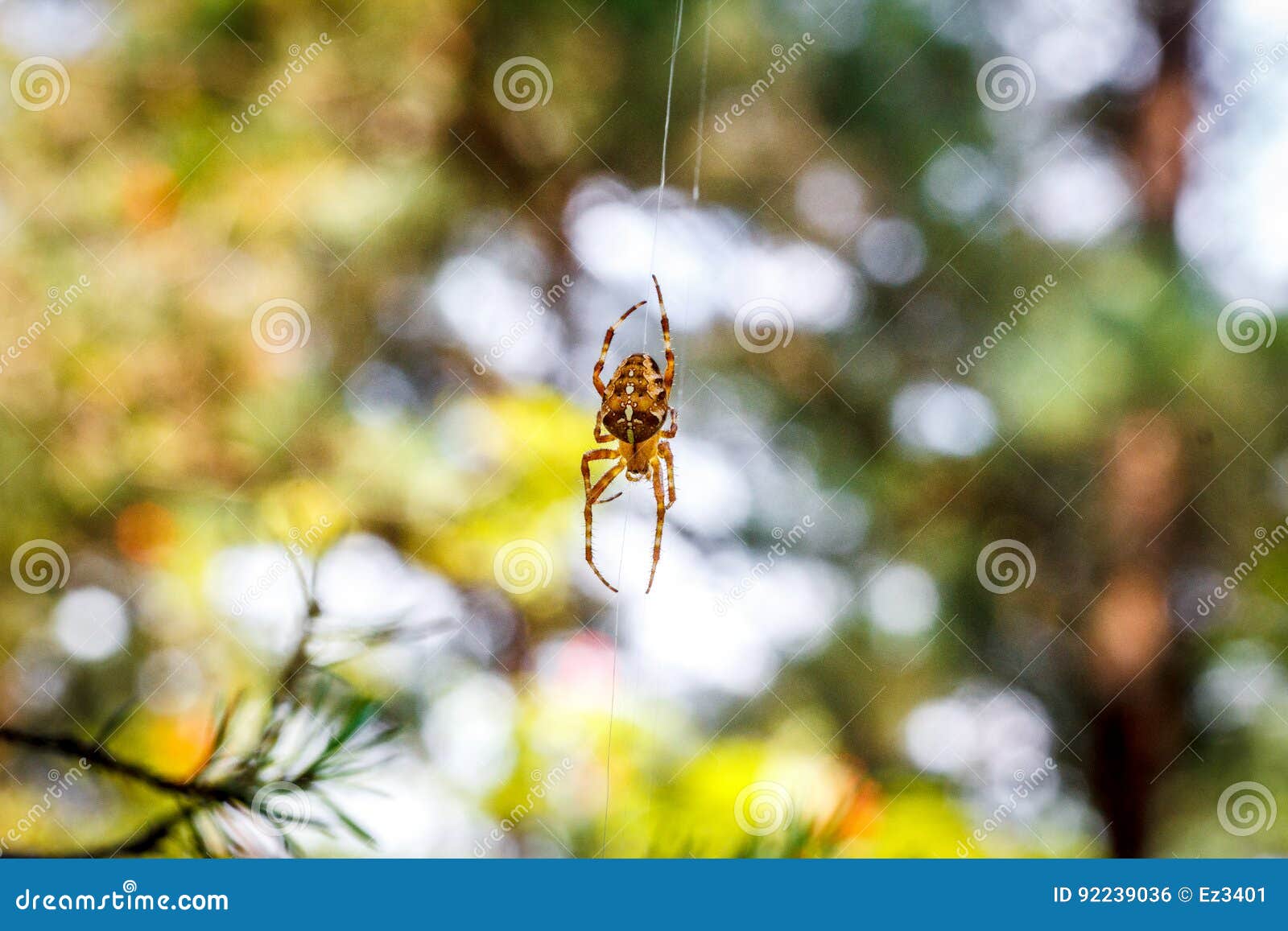 Big Spider Climbing Down Web. Stock Photo - Image of connection ...
