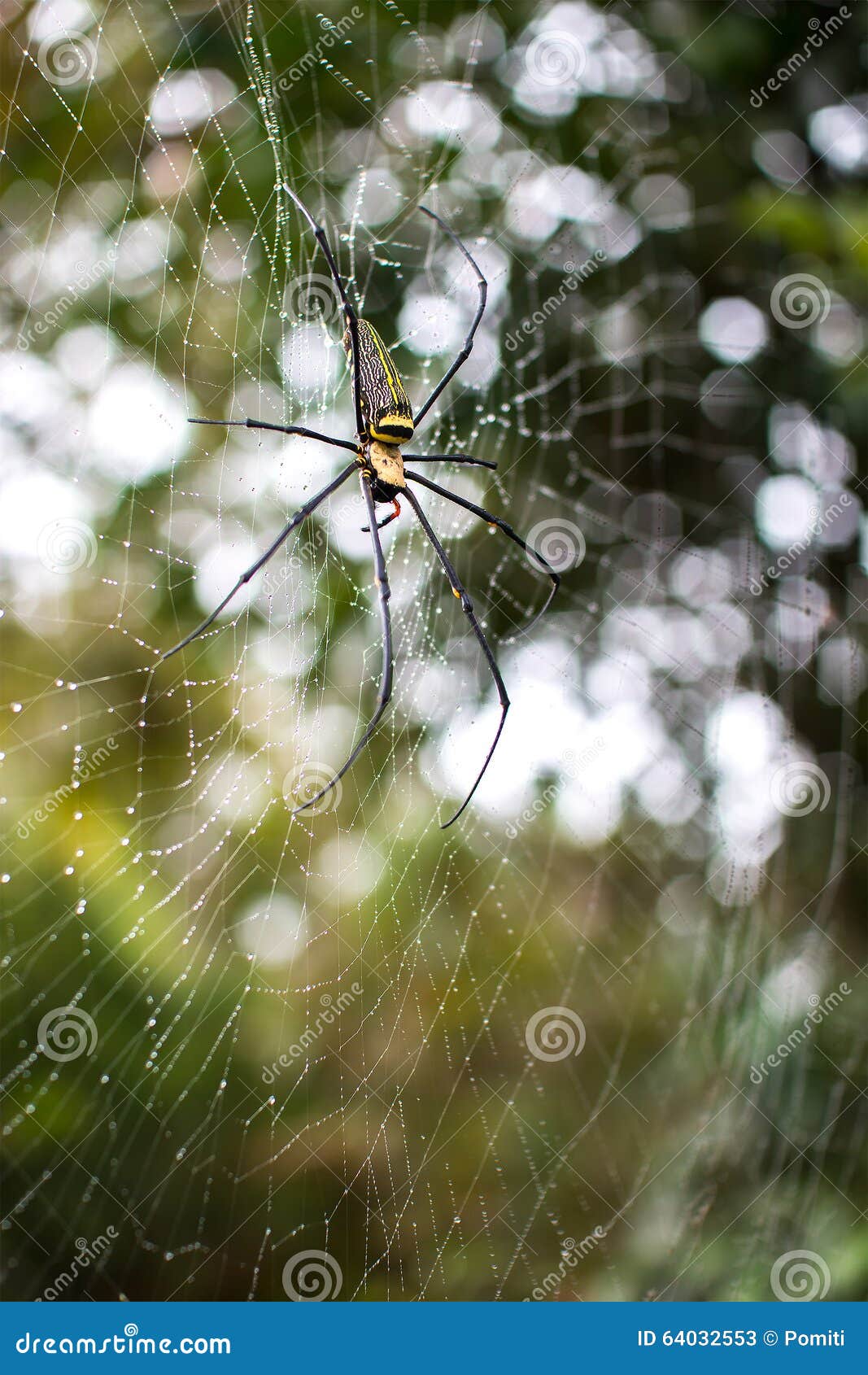 Big spider on cobweb stock image. Image of yellow, phothography - 64032553