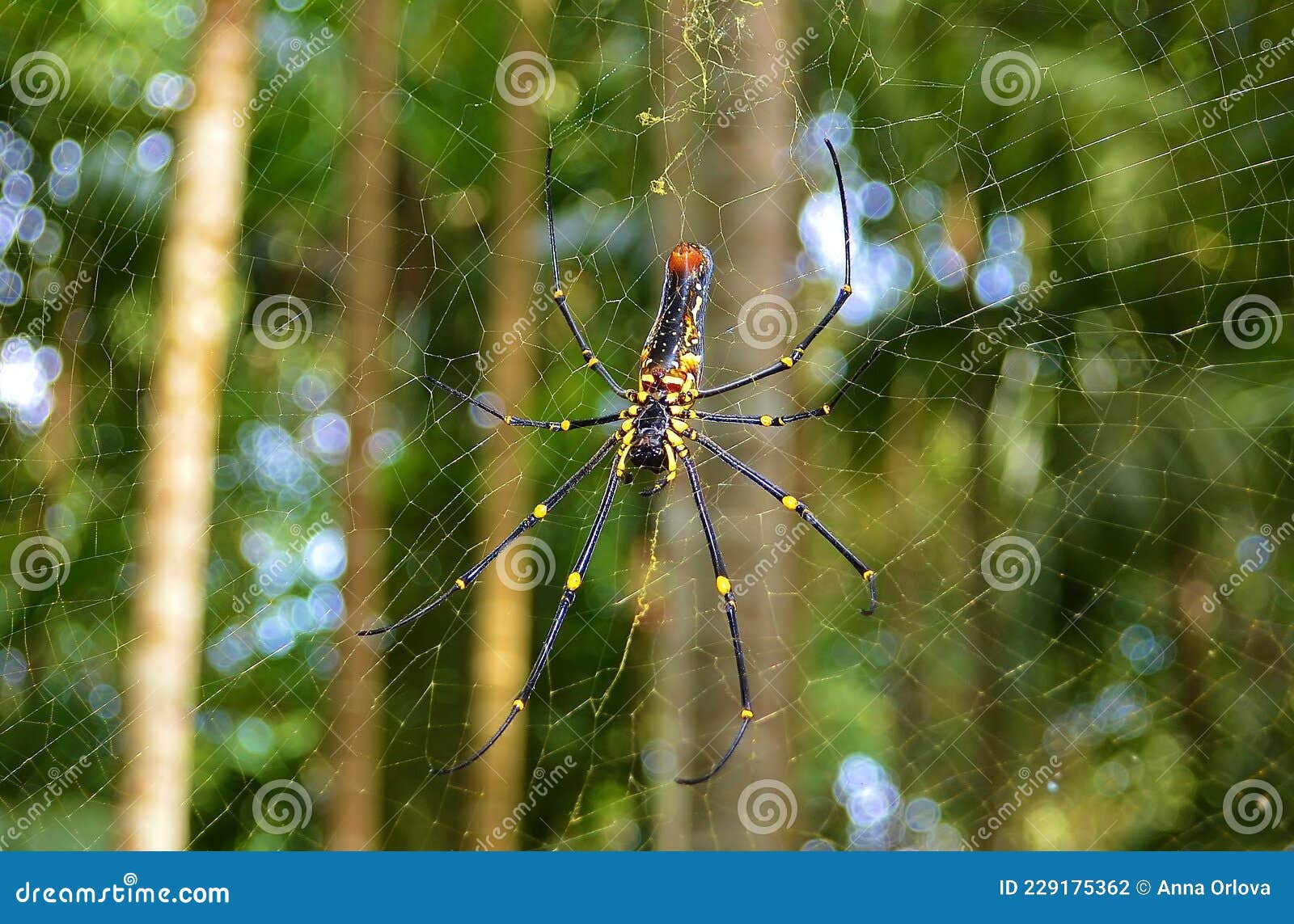 Big Spider with Cobwebs in the Forest Stock Photo - Image of insect ...