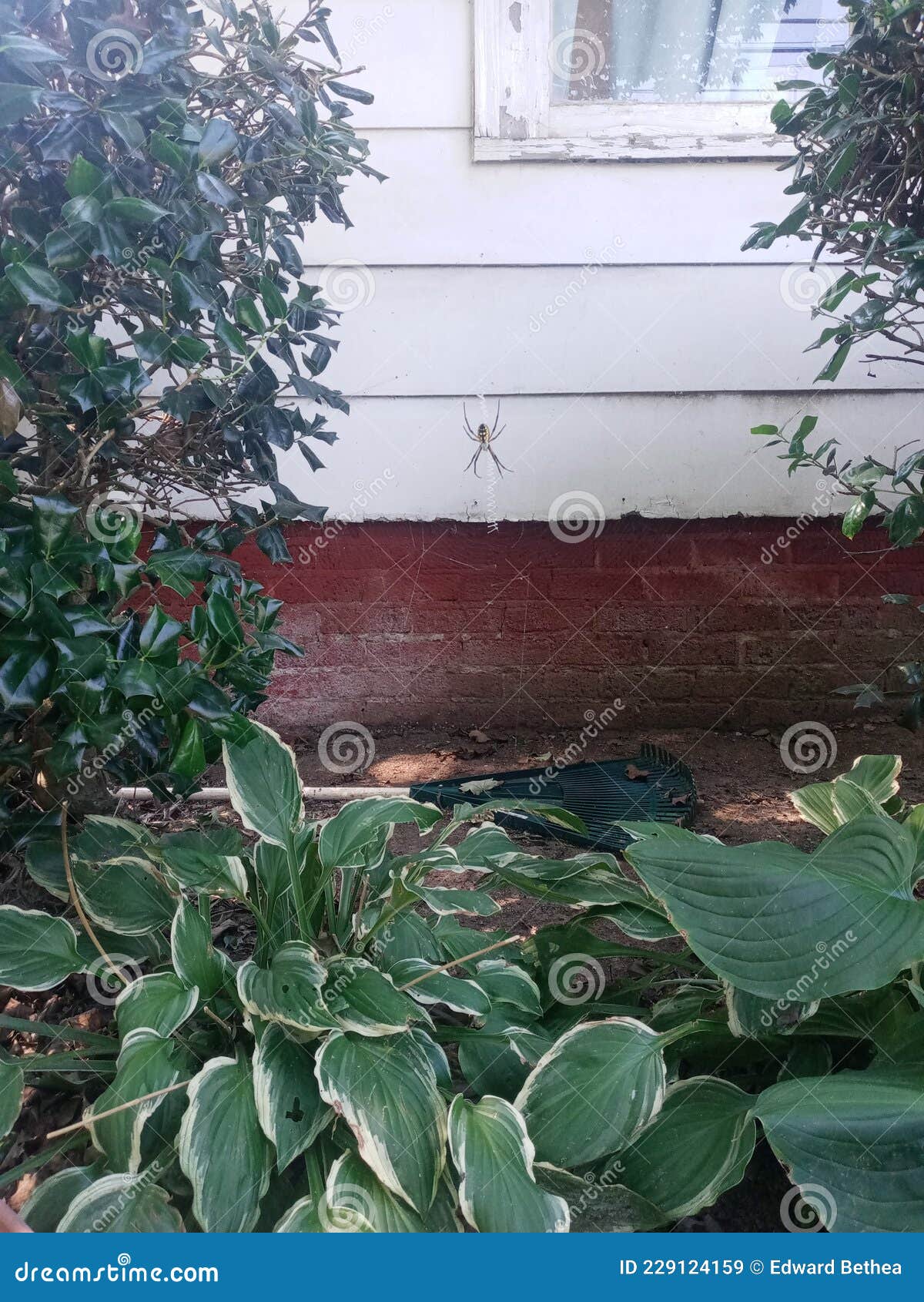 Writing spider stock image. Image of green, leaf, spider - 229124159