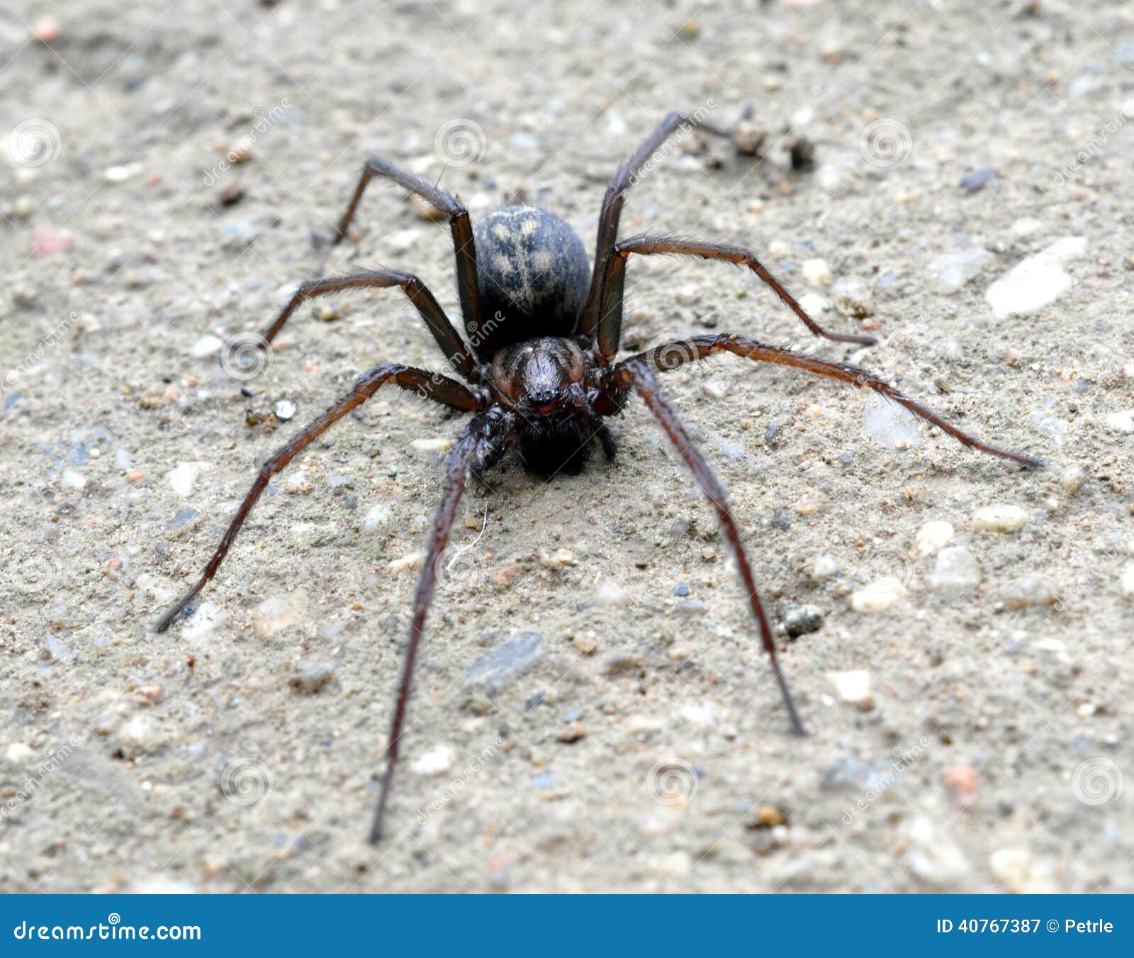 Big spider stock image. Image of brown, animal, animals - 40767387