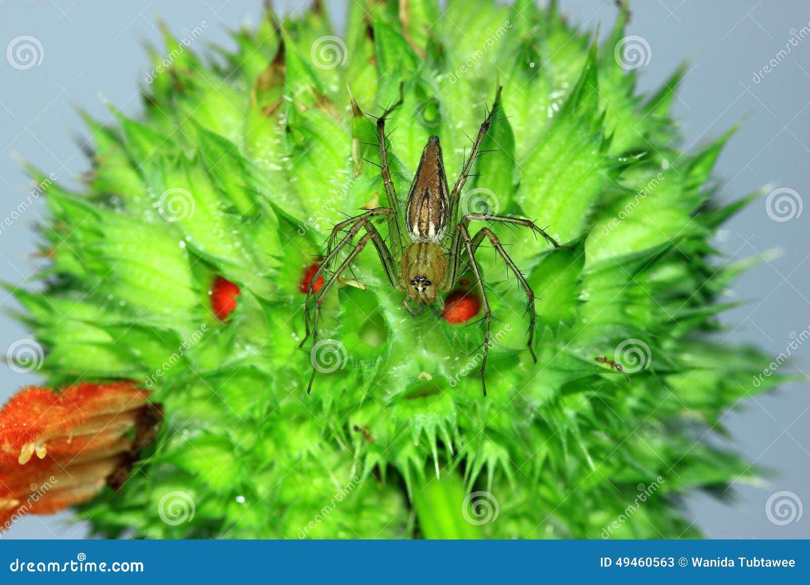 Big Spider on Flower Spikes. Stock Image - Image of beautiful ...