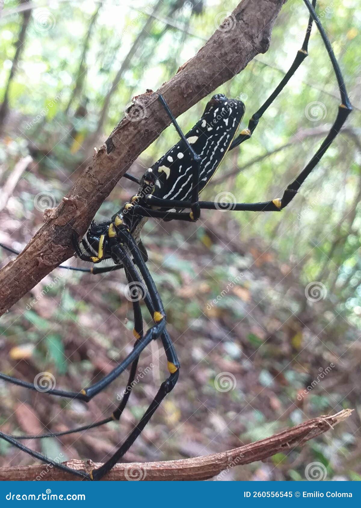 The Black Spider on the Branch of the Tree Stock Image - Image of green ...