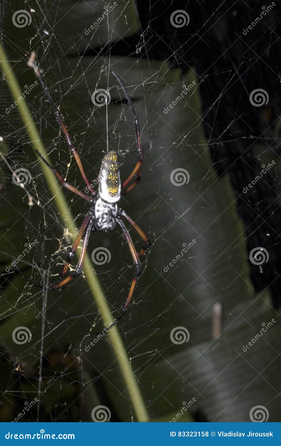 Big Spider Genus Nephila, on the Network Madagascar Stock Photo - Image ...