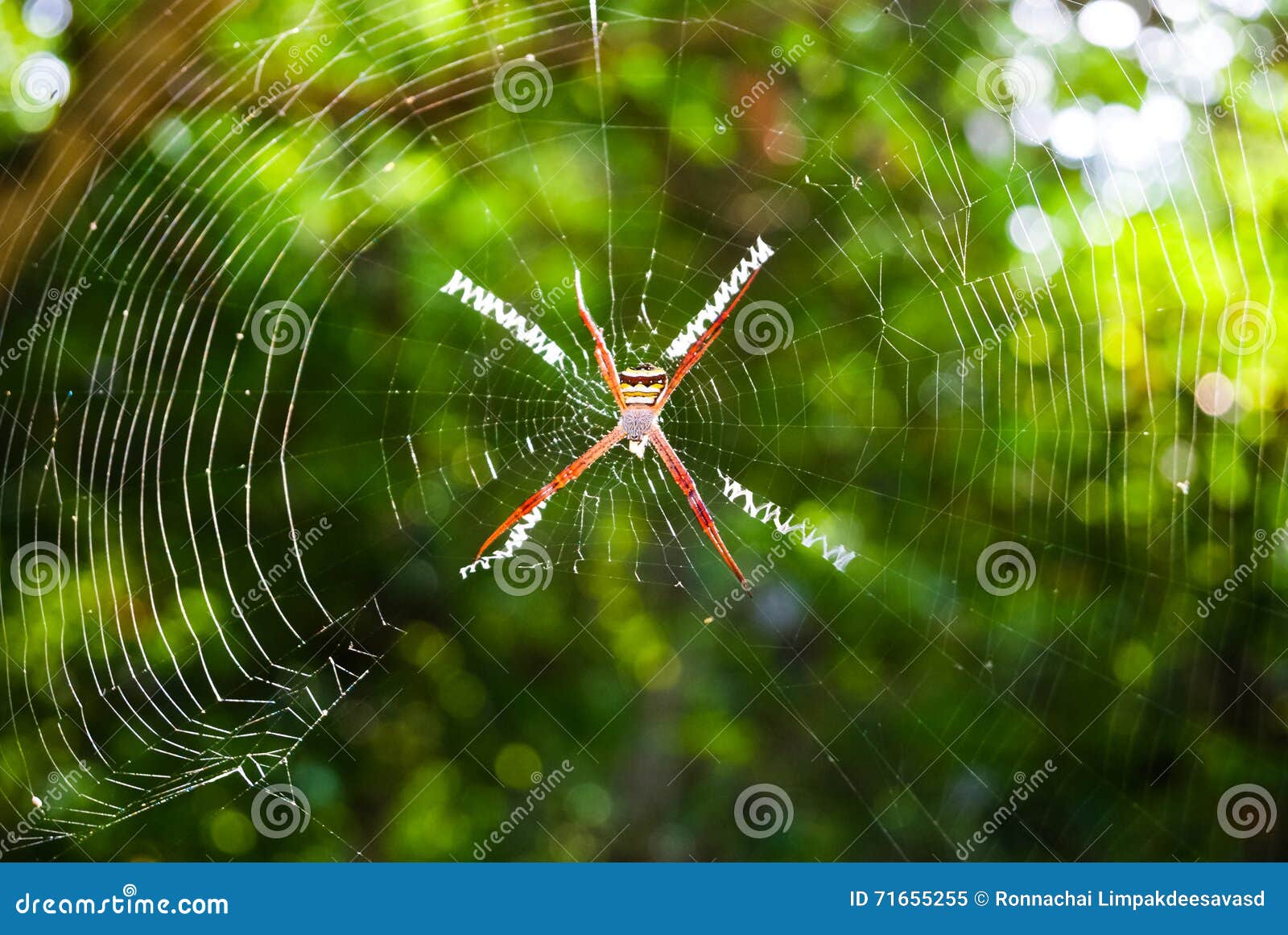 Big Spider Hanging on Its Web Stock Image - Image of golden, fear: 71655255