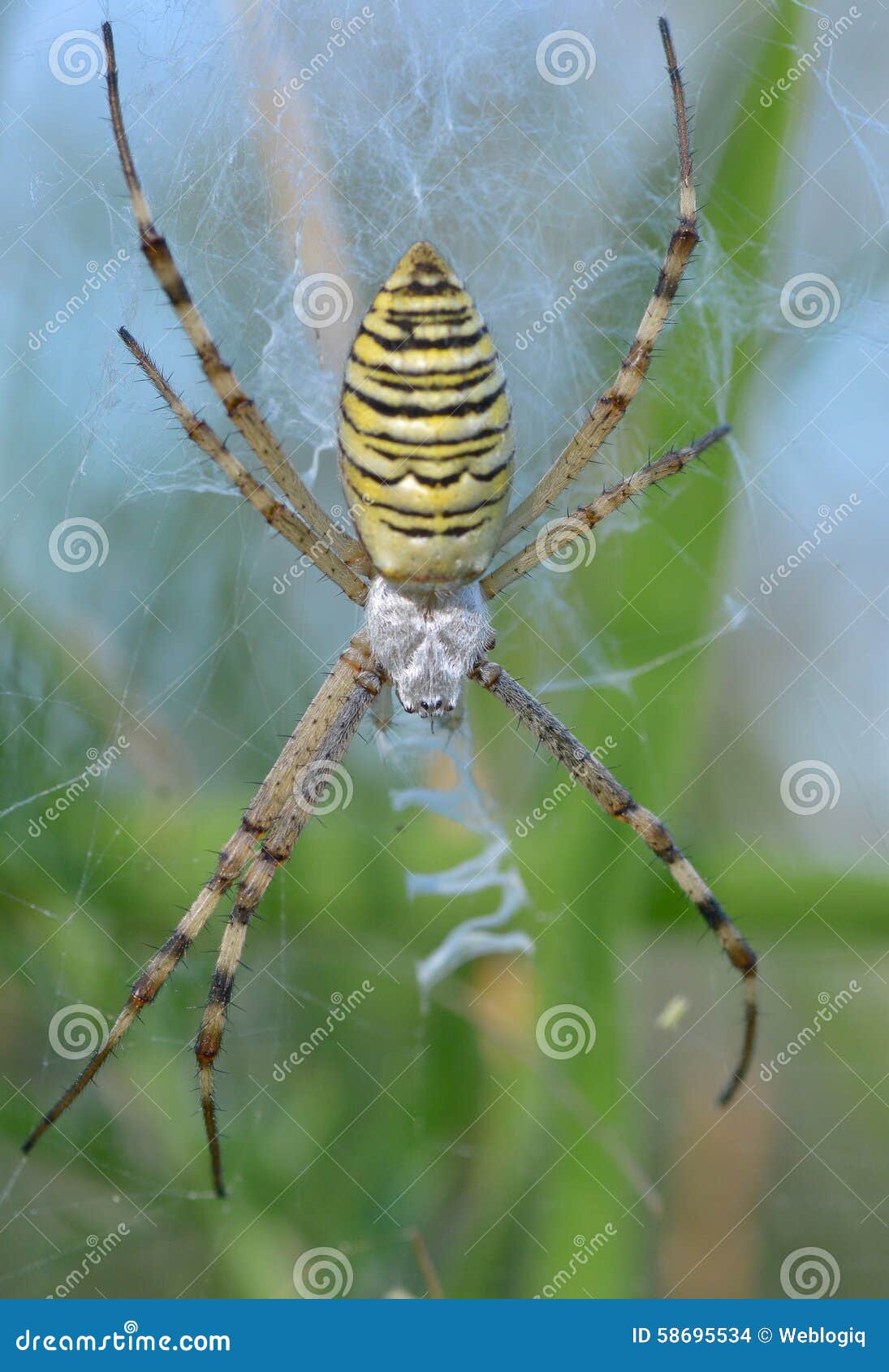 Big Spider Hanging on Its Web Stock Photo - Image of florida, bite ...