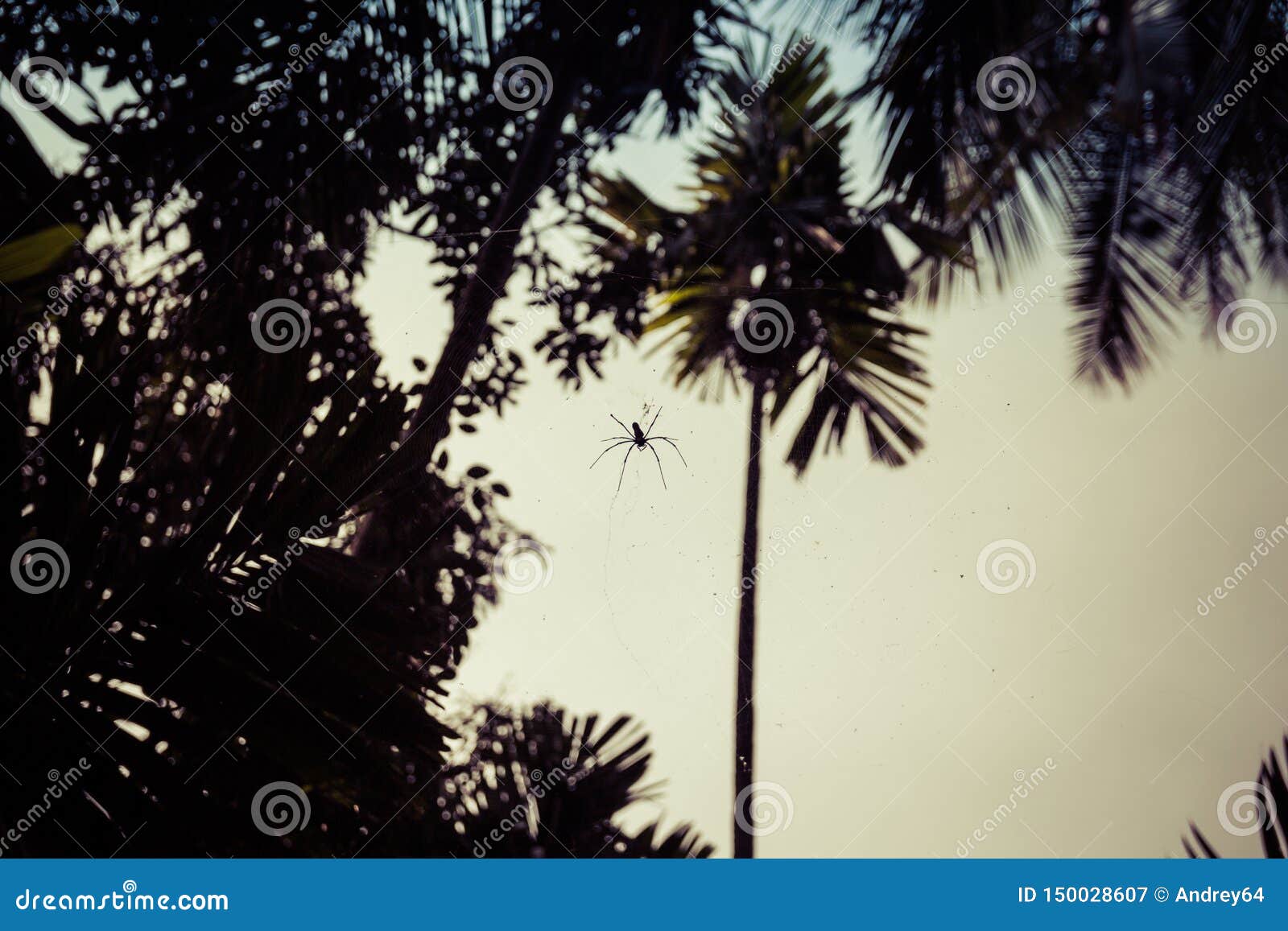 Big Spider Hanging on a Web in a Tropical Forest Stock Image - Image of ...