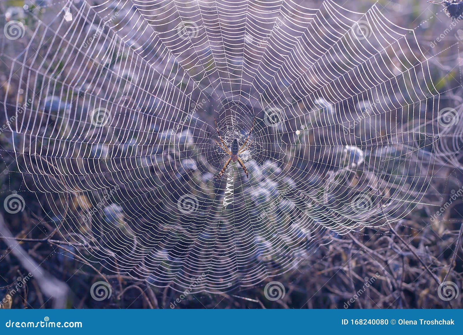 A Big Spider at His Spiderweb Stock Photo - Image of closeup, blur ...