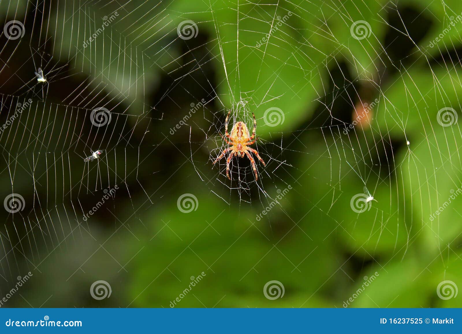 Big Spider on Hunt for Insects Stock Image - Image of arachnid, nature ...