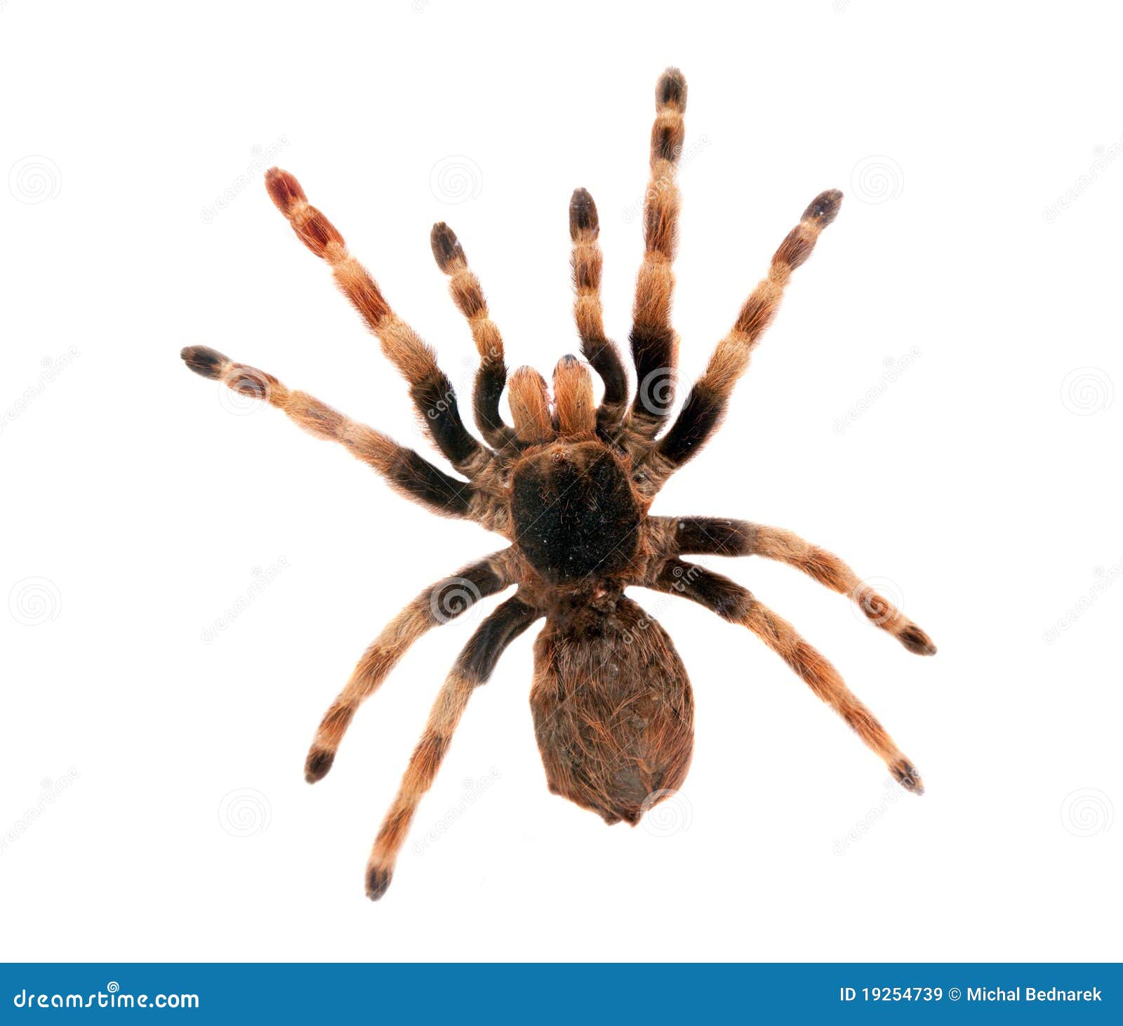 Spider On Isolated Black Background With Reflection. Close Up Big Red ...