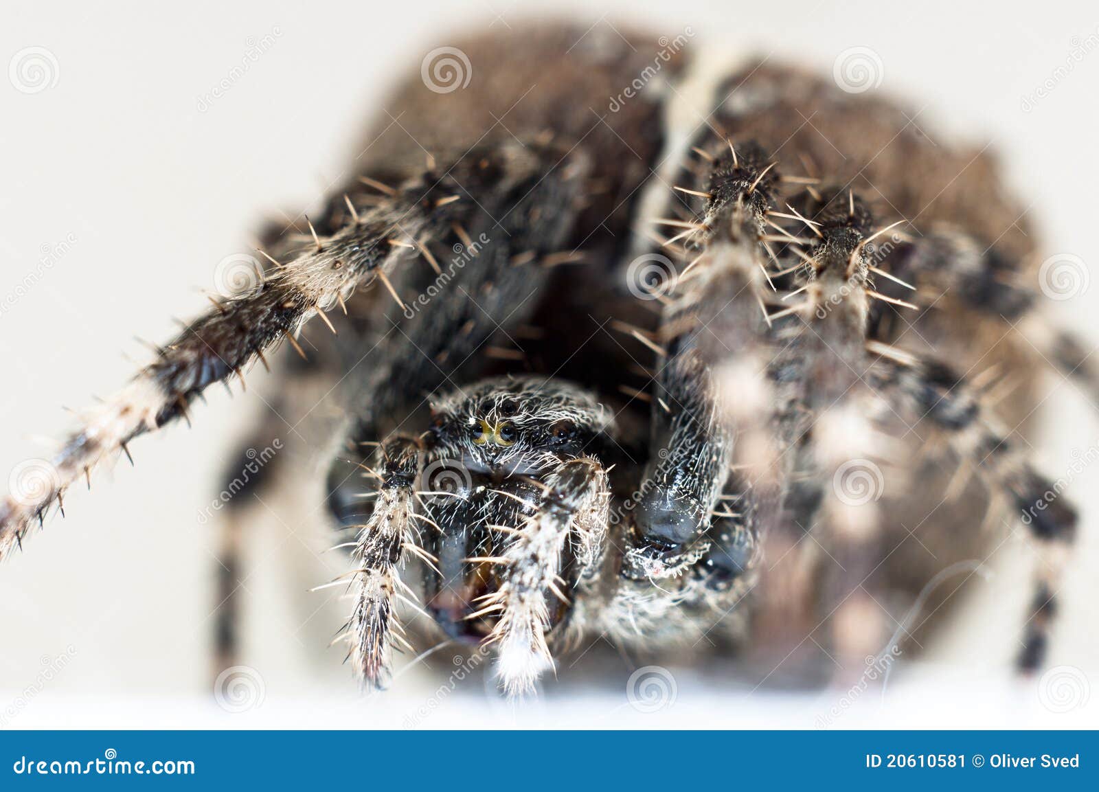 Big Spider on Isolated White Stock Image - Image of arachnid, garden ...