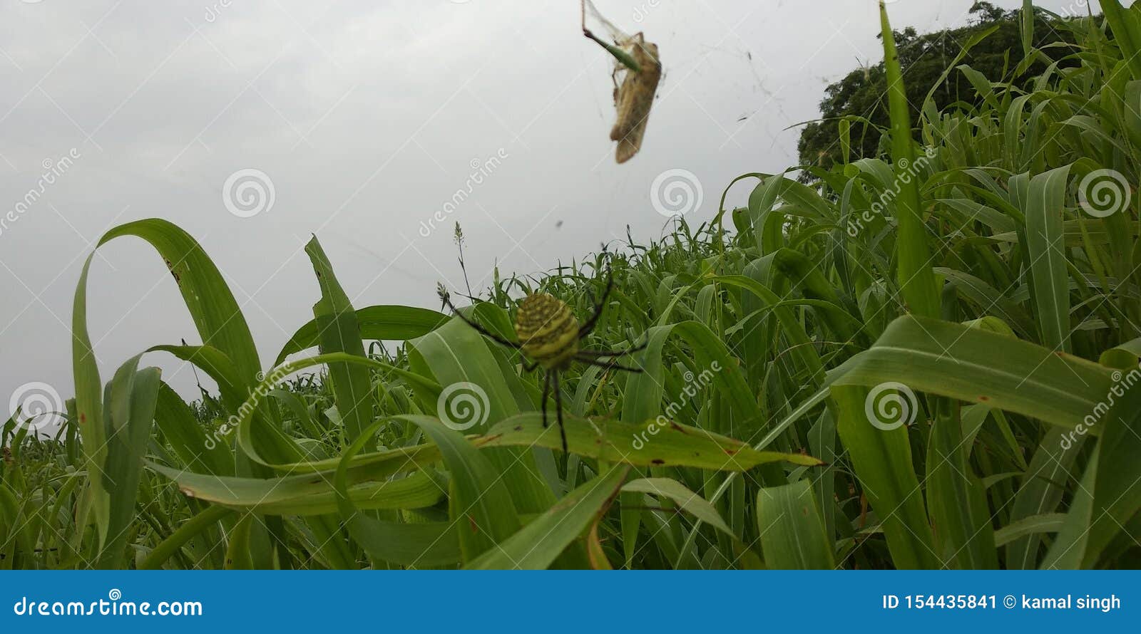 Big spider with its food stock image. Image of spiderweb - 154435841