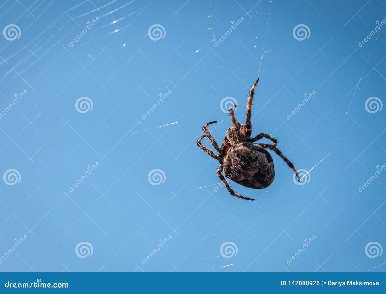 Big Spider on Its Web Against Blue Sky Stock Photo - Image of wild ...