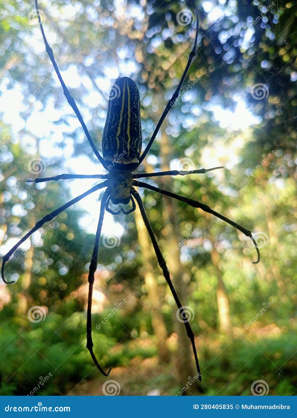 Big spider in the jungle stock image. Image of bokeh - 280405835