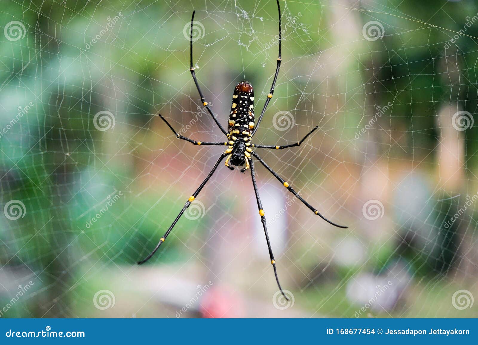 Collecting Spider With Pins. Collection Of Insects. Rare Collection Of ...