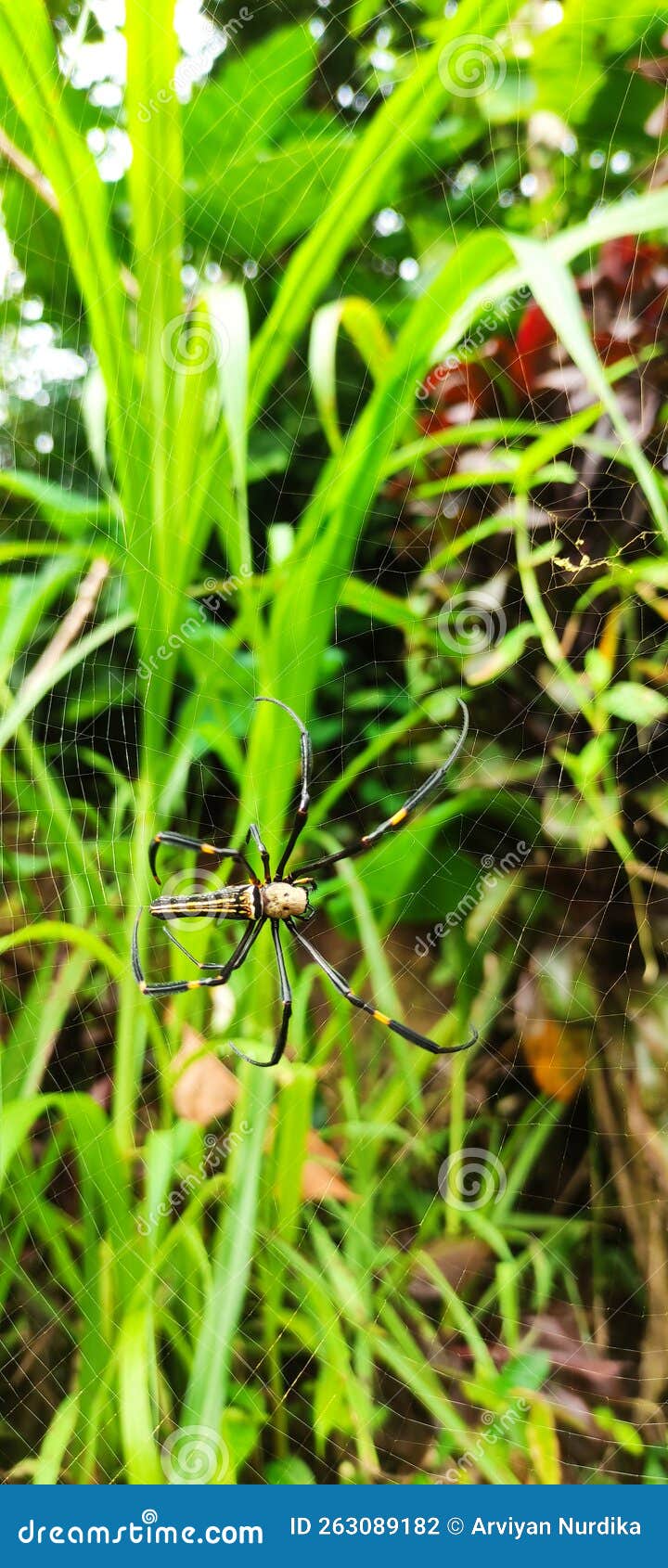 Big Spider Making Spider Web Stock Photo - Image of morning, spider ...