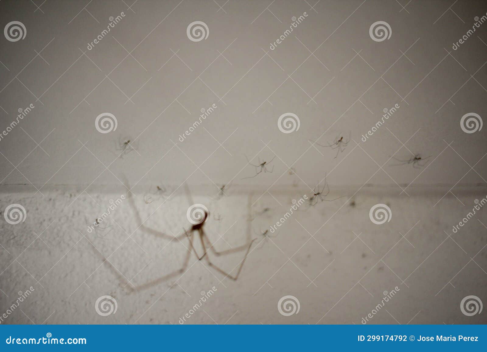 A Big Spider and Many Small Spiders Stock Photo - Image of invertebrate ...