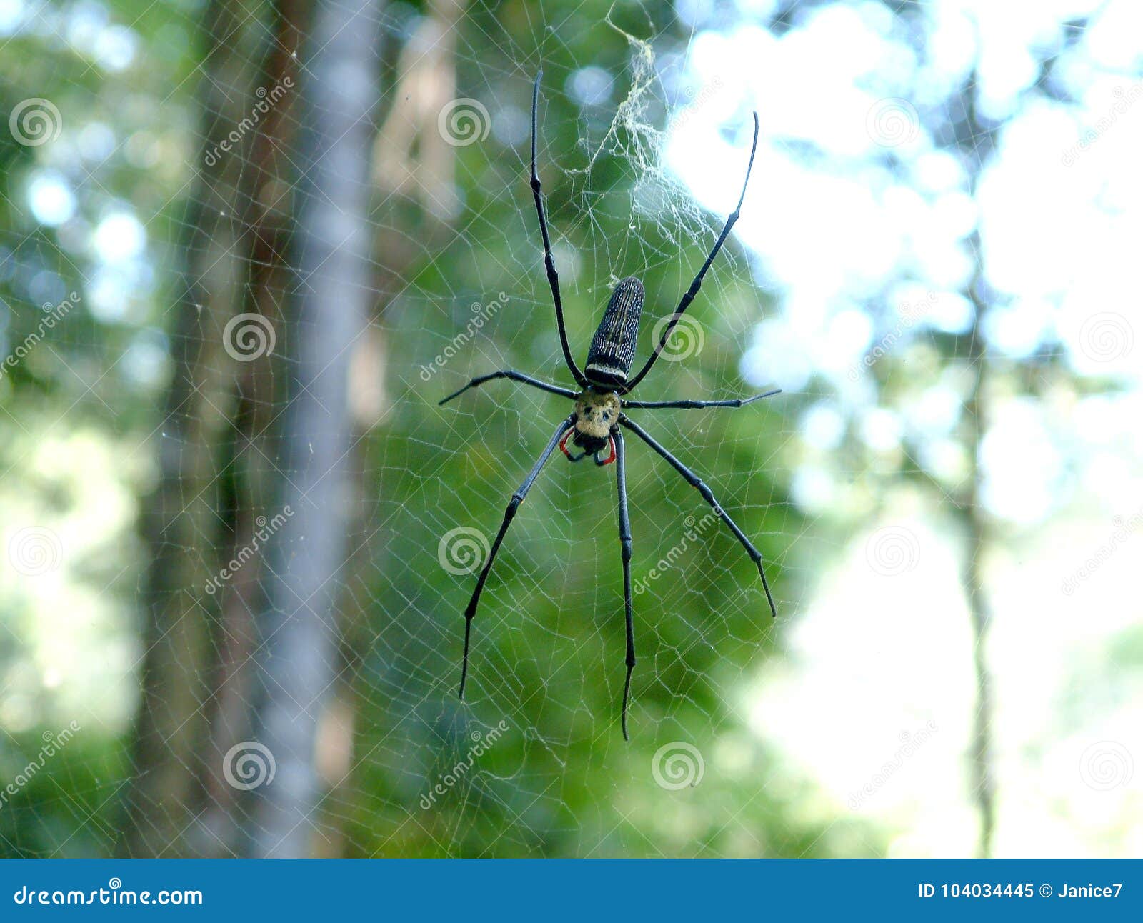 Big Spider Nephila Web Jungle Stock Image - Image of legs, jungle ...