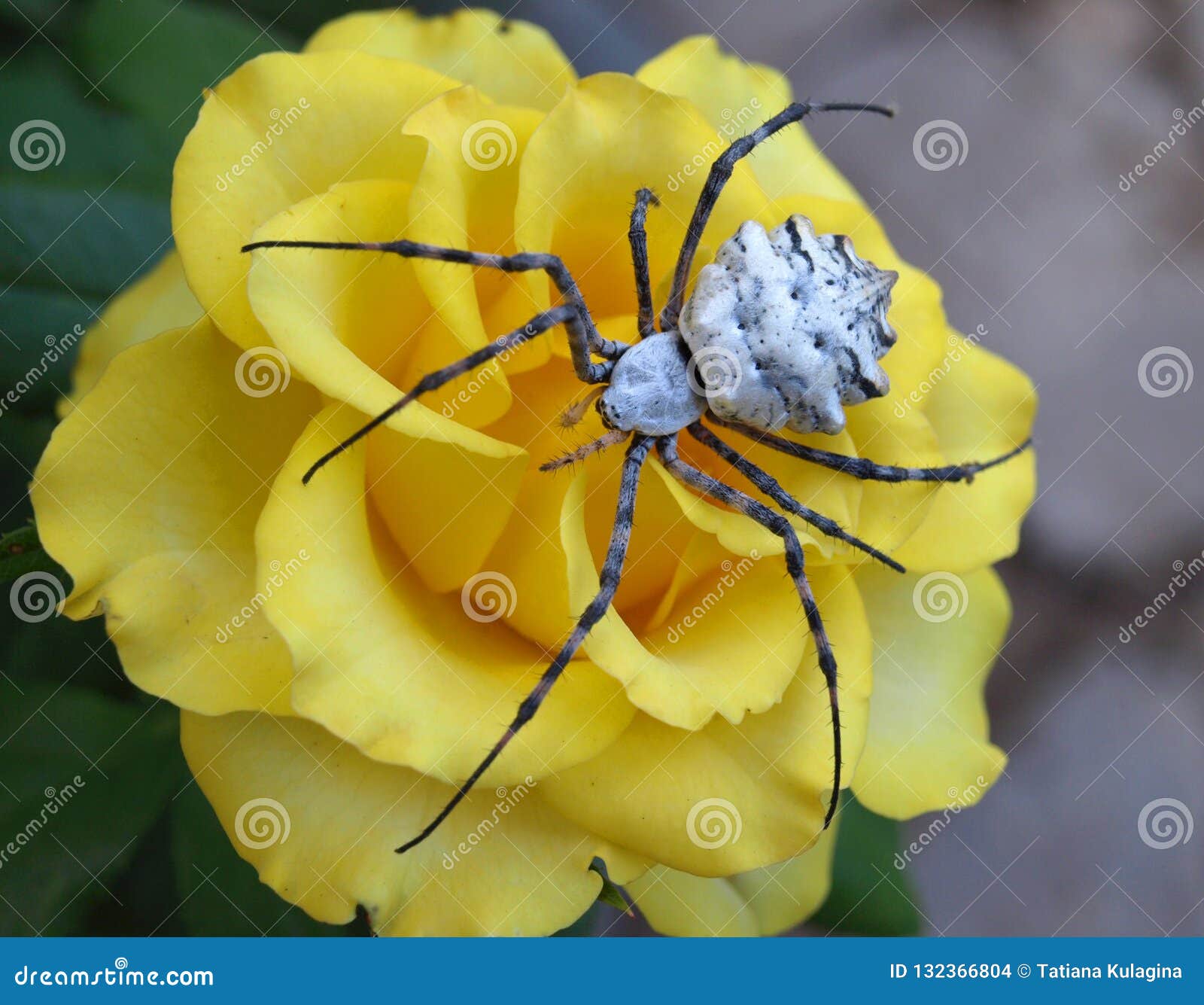 Spider on a flower stock photo. Image of arthropod, close - 132366804