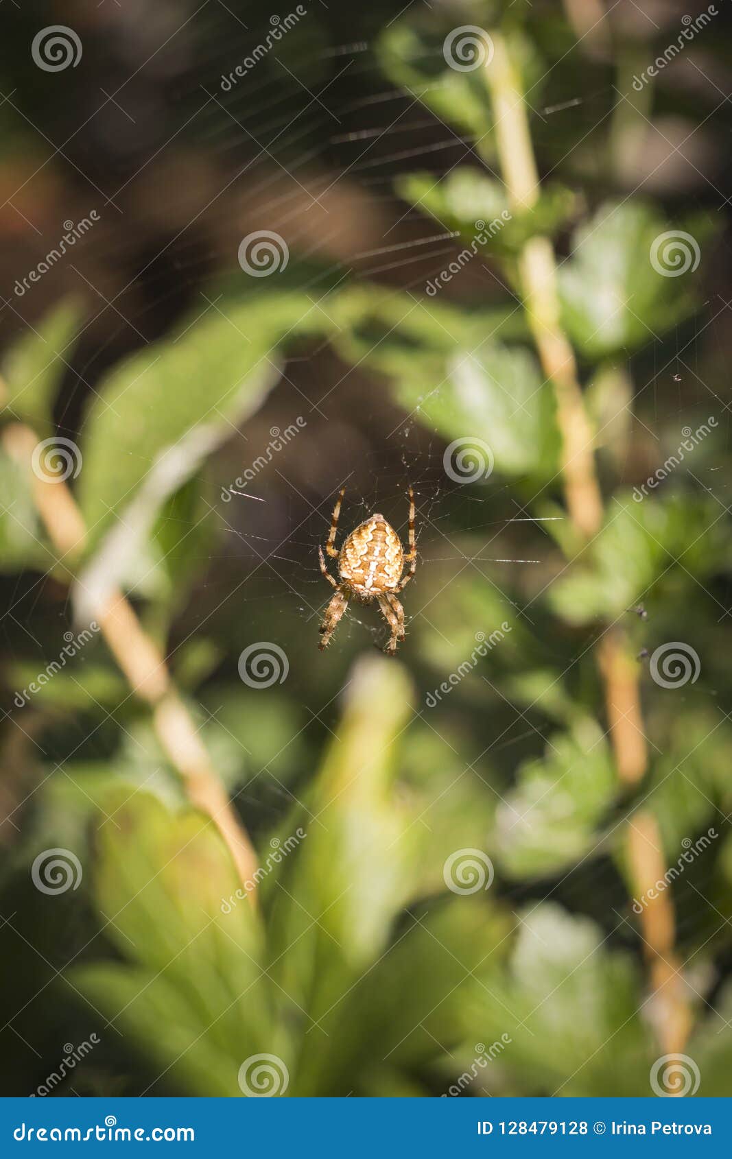 A Spider is Sitting on a Web in Its Den. Stock Photo - Image of macro ...