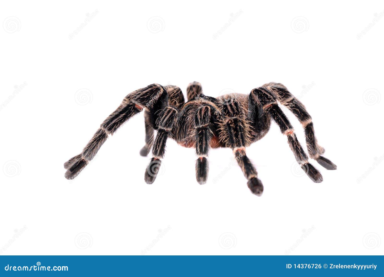 Spider Tarantula Phormictopus Auratus Closeup. Photo Dangerous Spiders ...