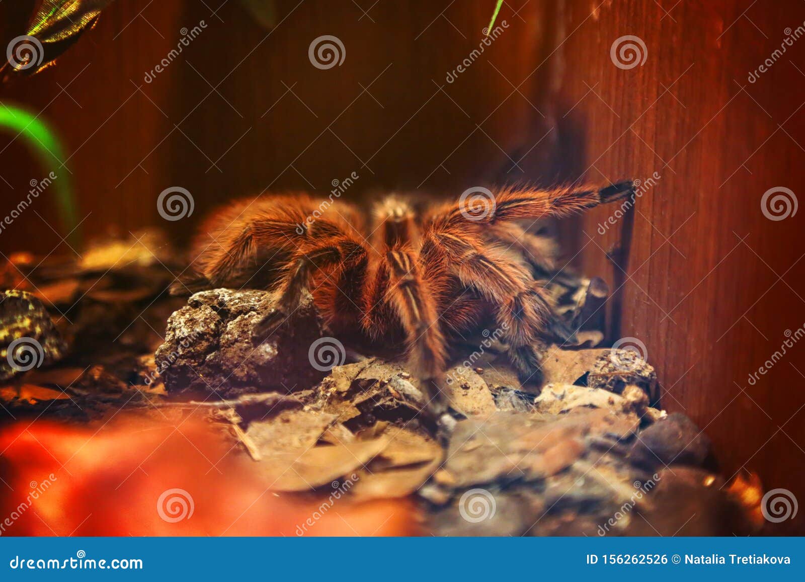 Big Spider Tarantula Closeup Editorial Photo - Image of spider, black ...
