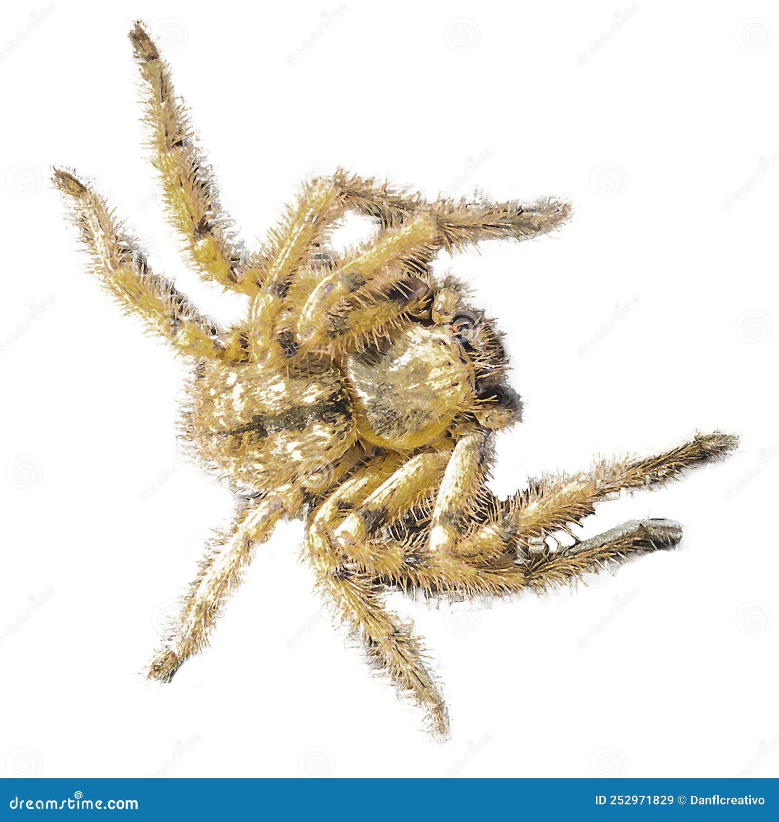 Big Spider Top View Isolated Stock Image - Image of white, legs: 252971829