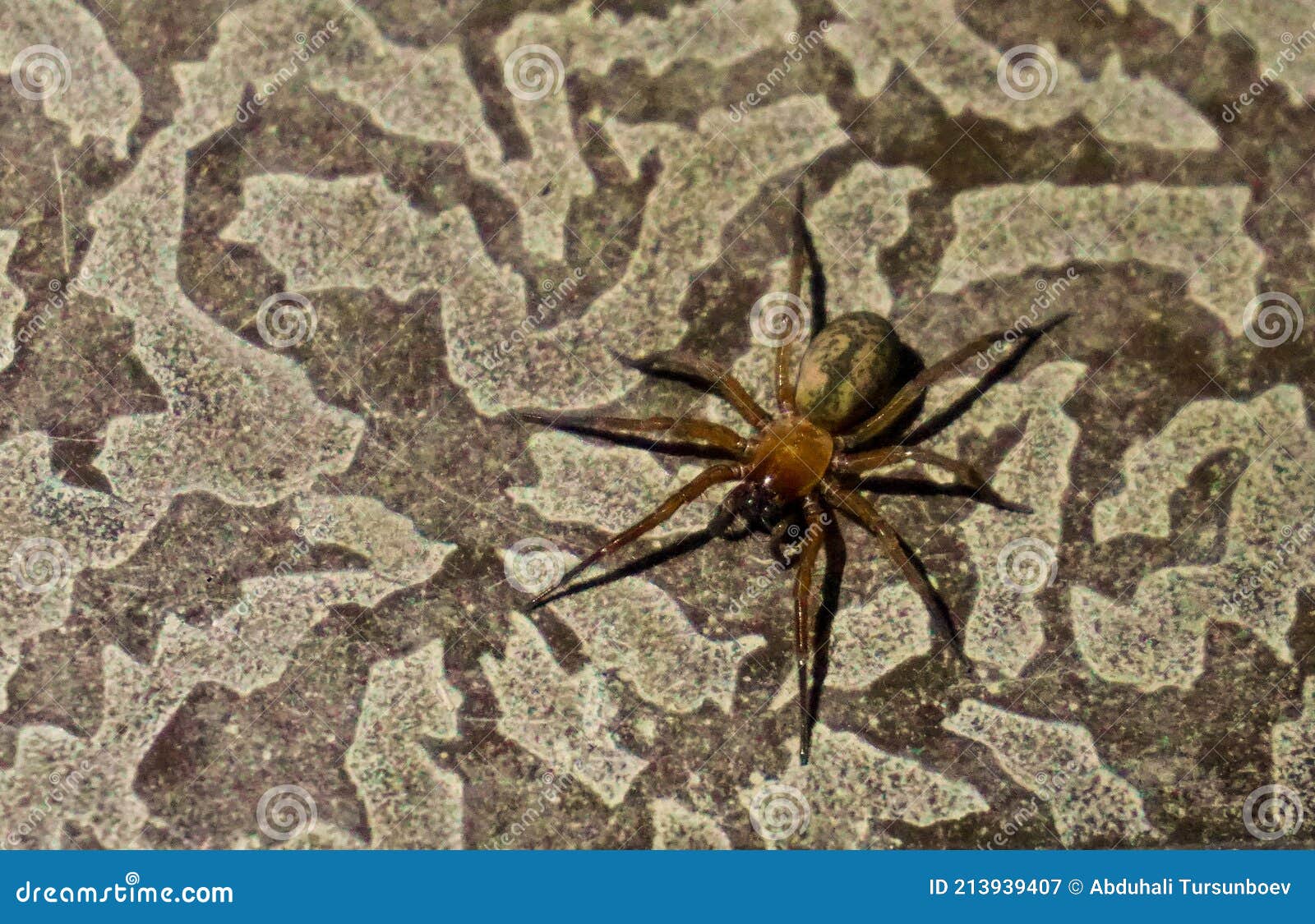A large spider stock image. Image of wildlife, share - 213939407