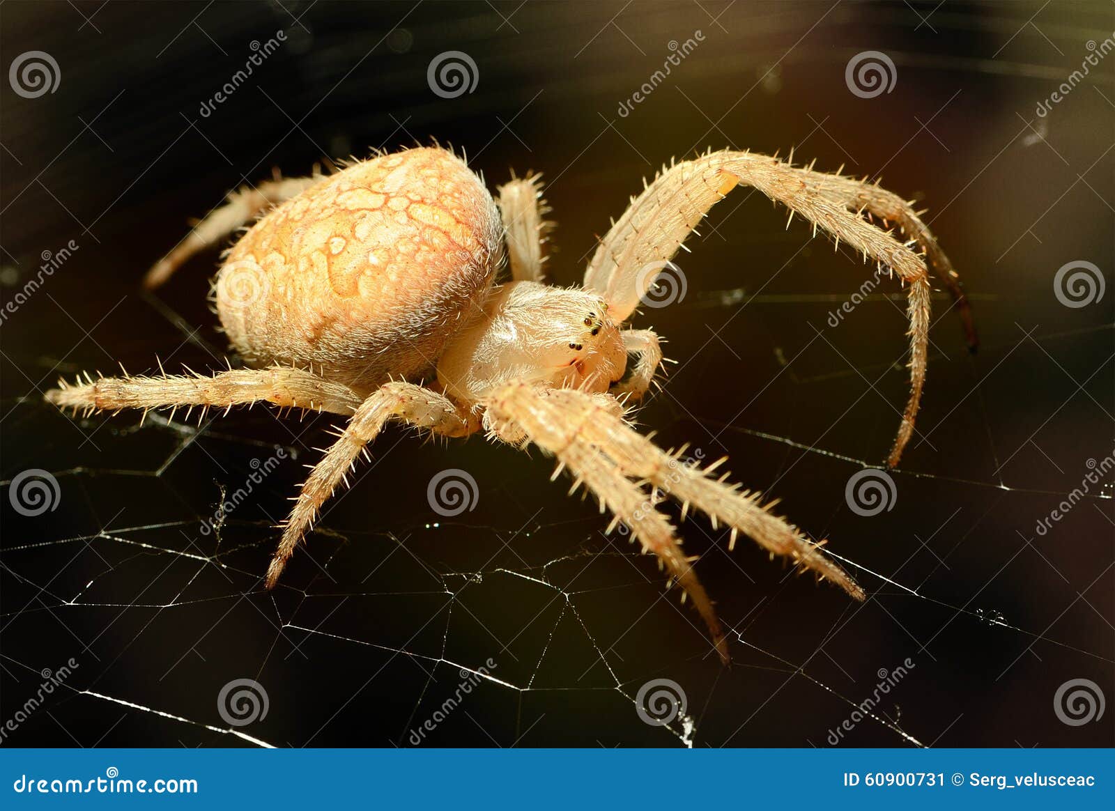 Big spider stock image. Image of close, light, black - 60900731