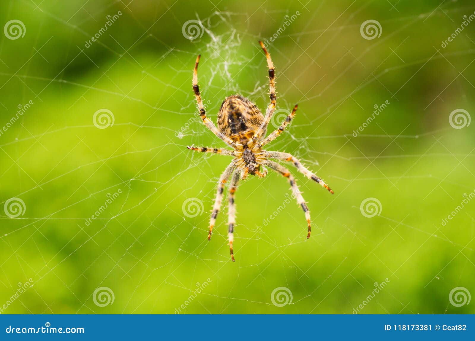Big spider on the web stock image. Image of araneus - 118173381