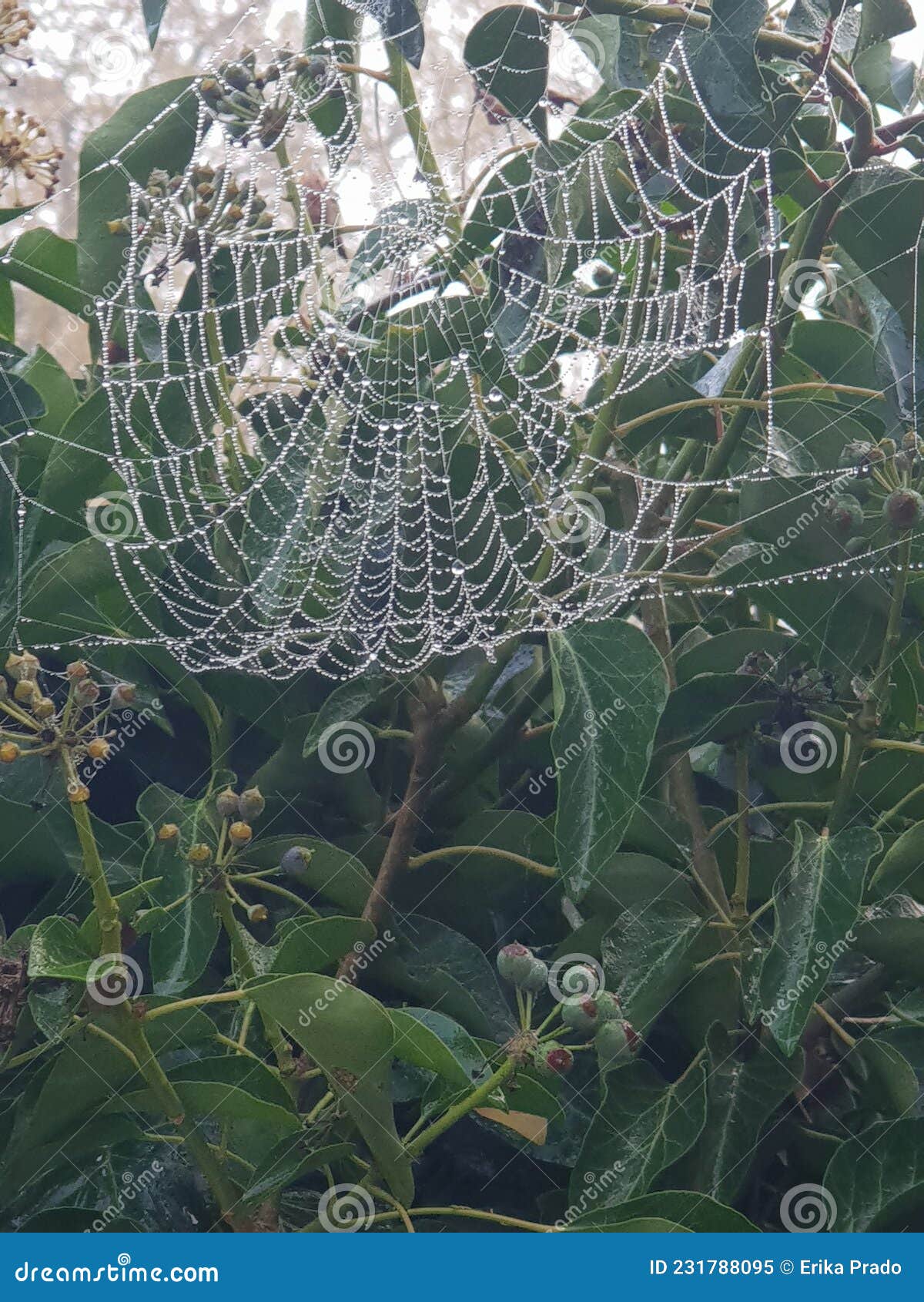 Big spider web stock image. Image of garden, thorns - 231788095