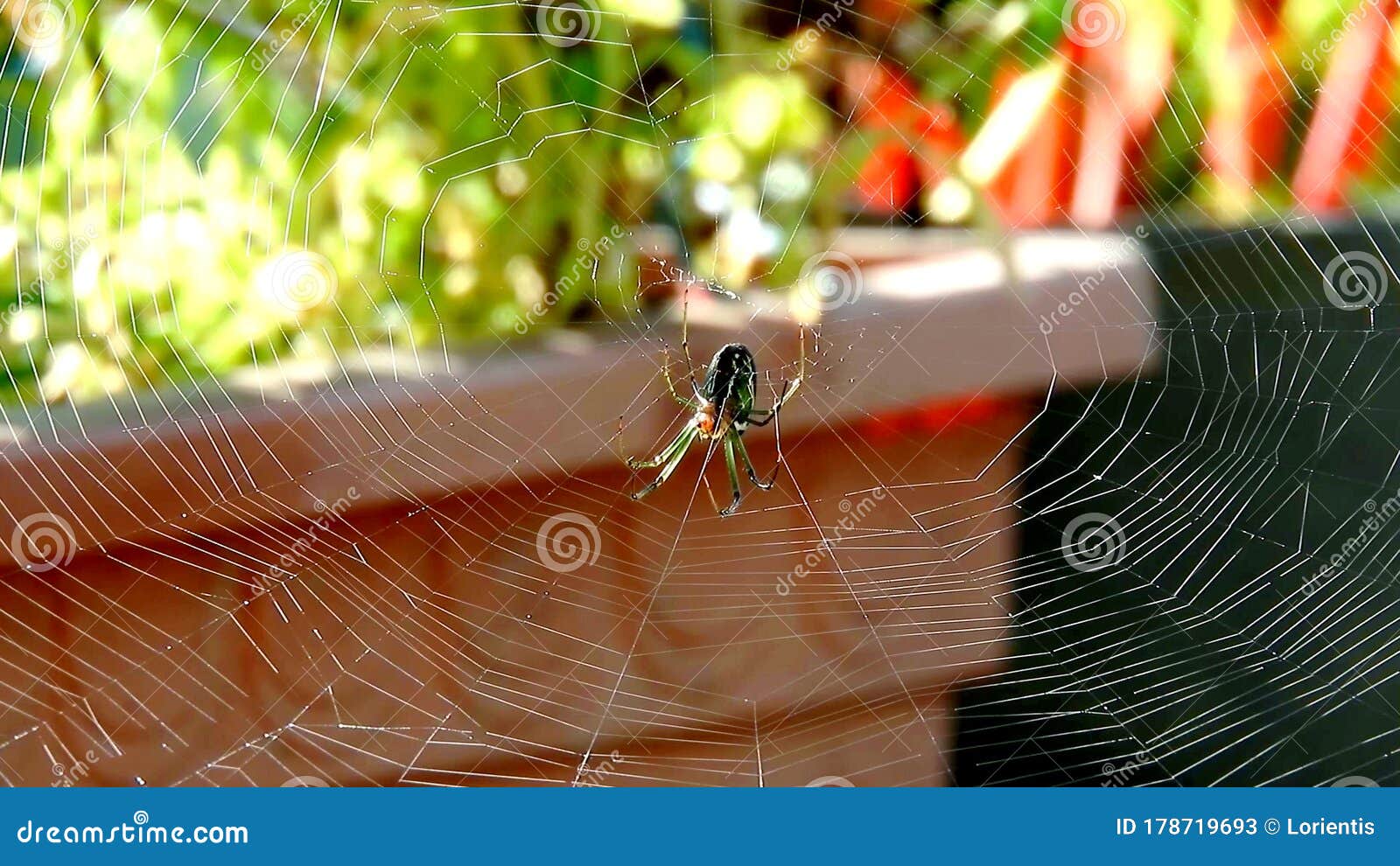 A big spider on a web stock illustration. Illustration of bite - 178719693