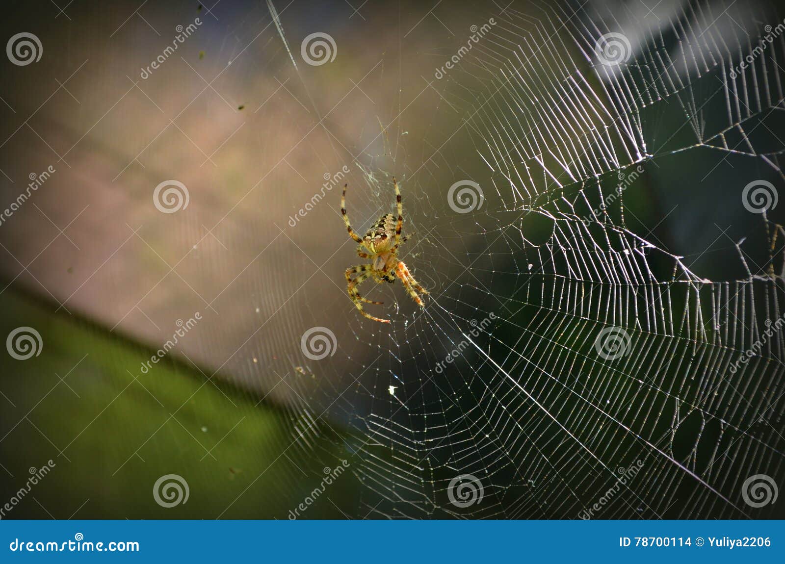 Big spider on a web stock photo. Image of trap, phobia - 78700114