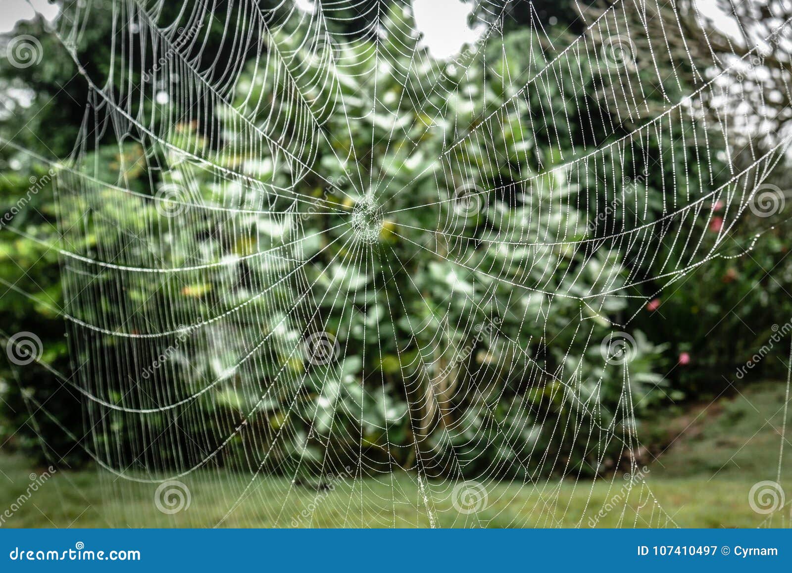 Big spider web in garden stock image. Image of dark - 107410497