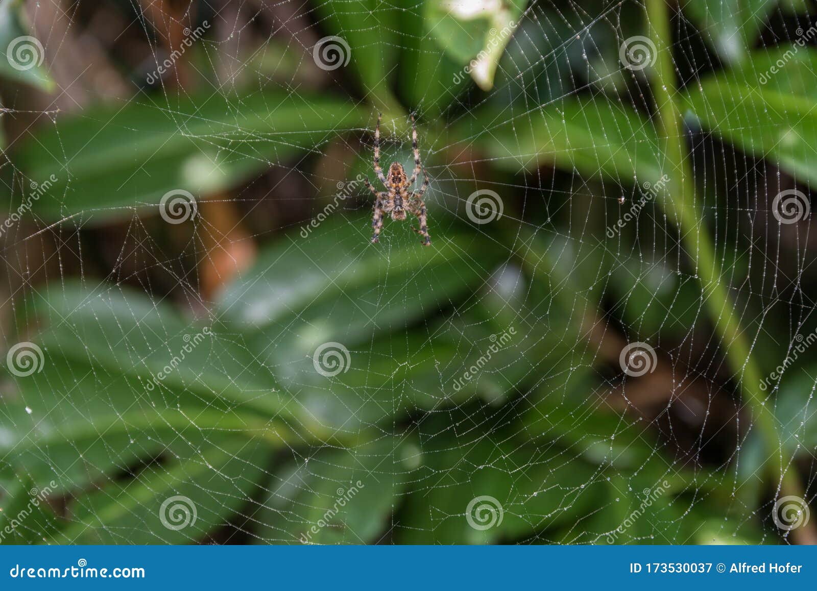 Big Spider in the Web - Giant Spider Stock Image - Image of huge ...