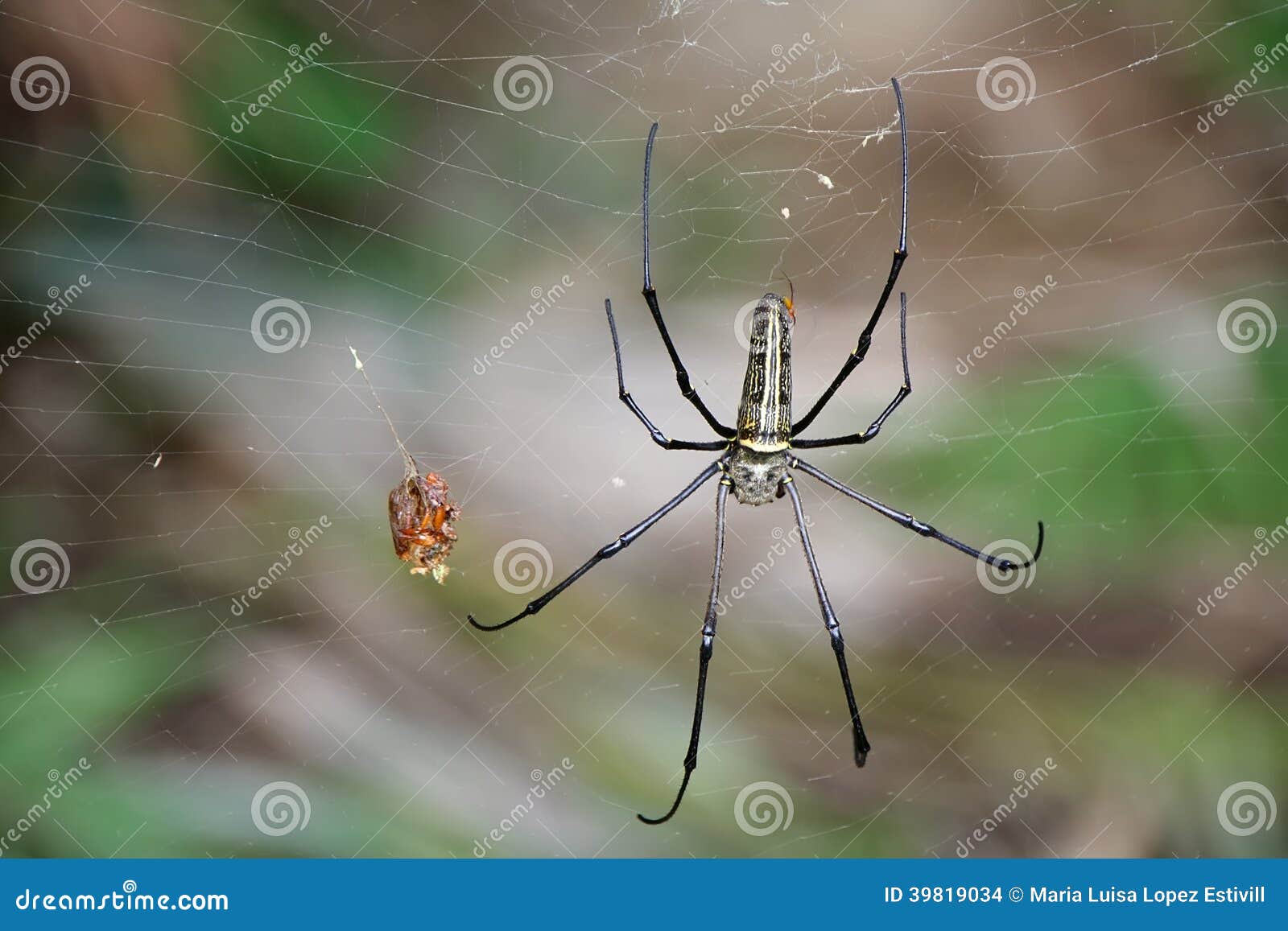 Big Spider stock photo. Image of araneidae, phobia, legs - 39819034