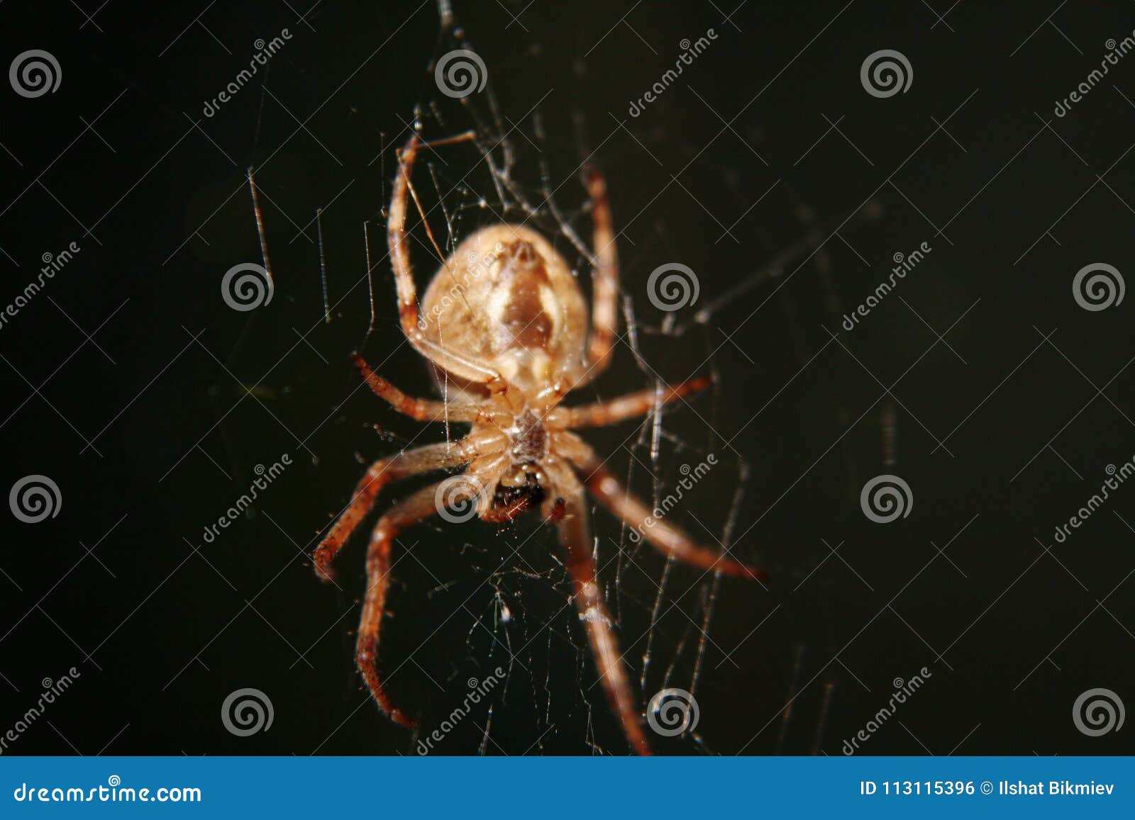 A Big Spider Web in the Night. Stock Photo - Image of orange, macro ...